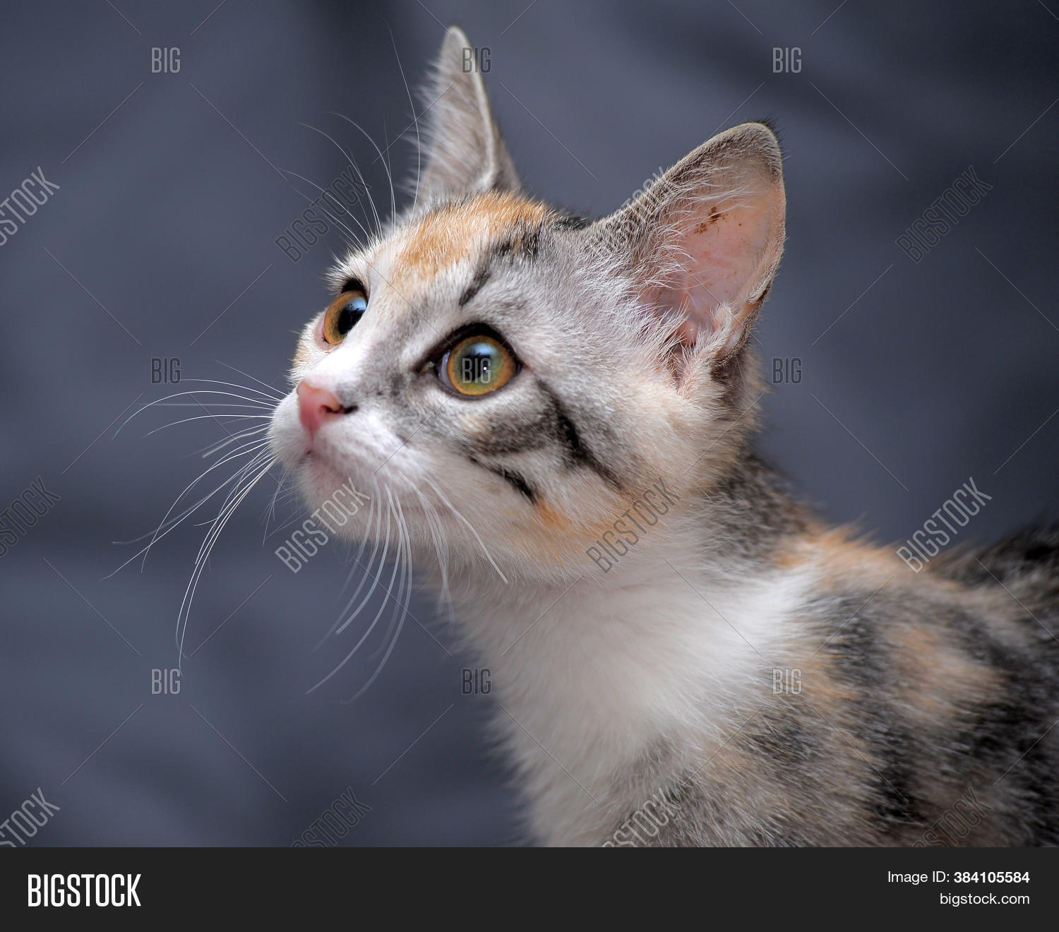 Cute Tricolor Kitten Image & Photo (Free Trial) | Bigstock
