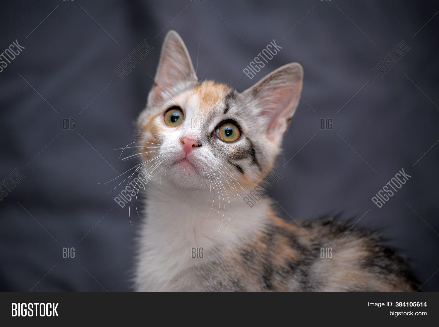 Cute Tricolor Kitten Image & Photo (Free Trial) | Bigstock