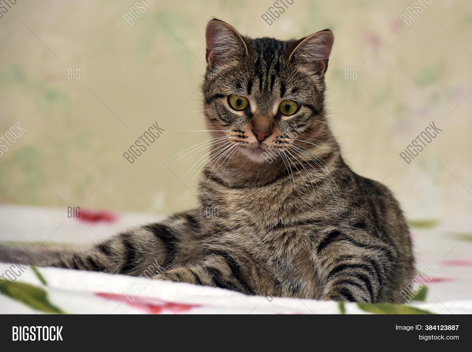 Cute Tabby Cat Image & Photo (Free Trial) | Bigstock