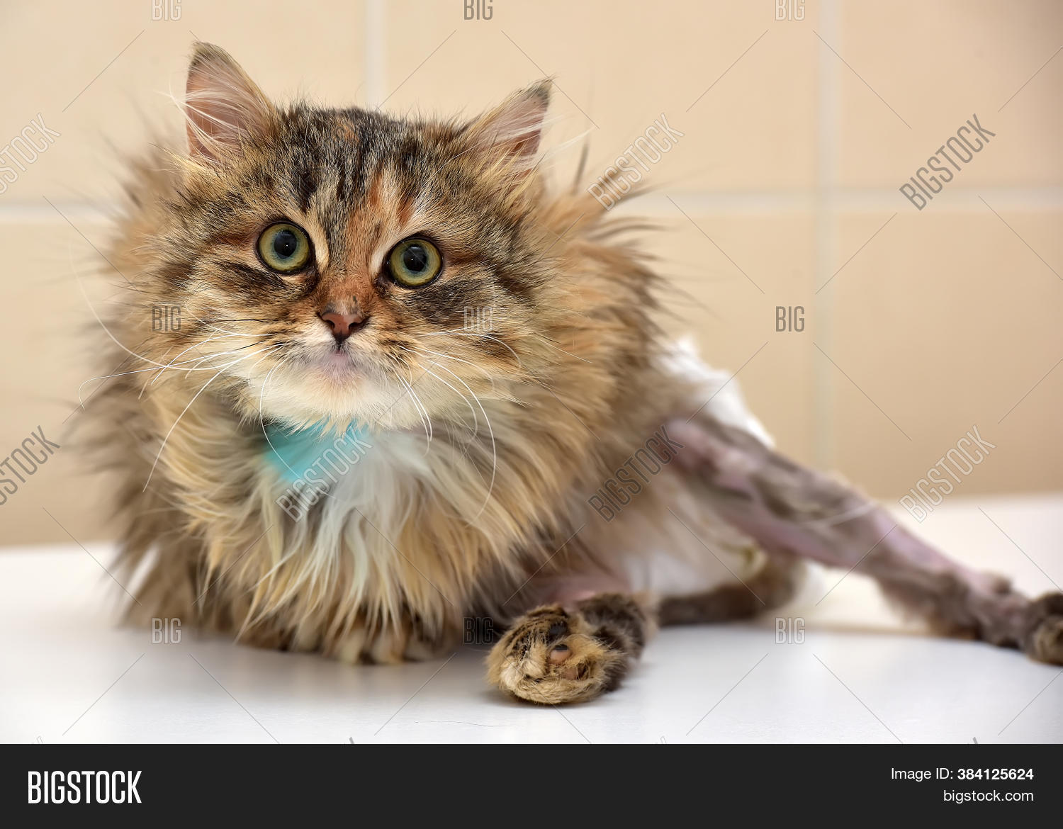 Sick Cat Who Suffered Image & Photo (Free Trial) | Bigstock