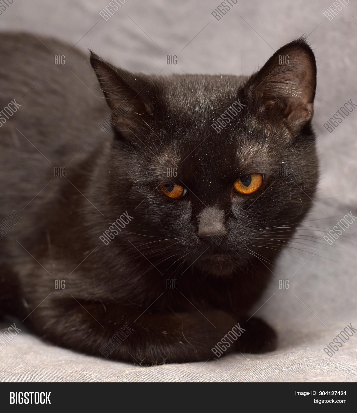 Bombay Cat On Gray Image & Photo (Free Trial) | Bigstock