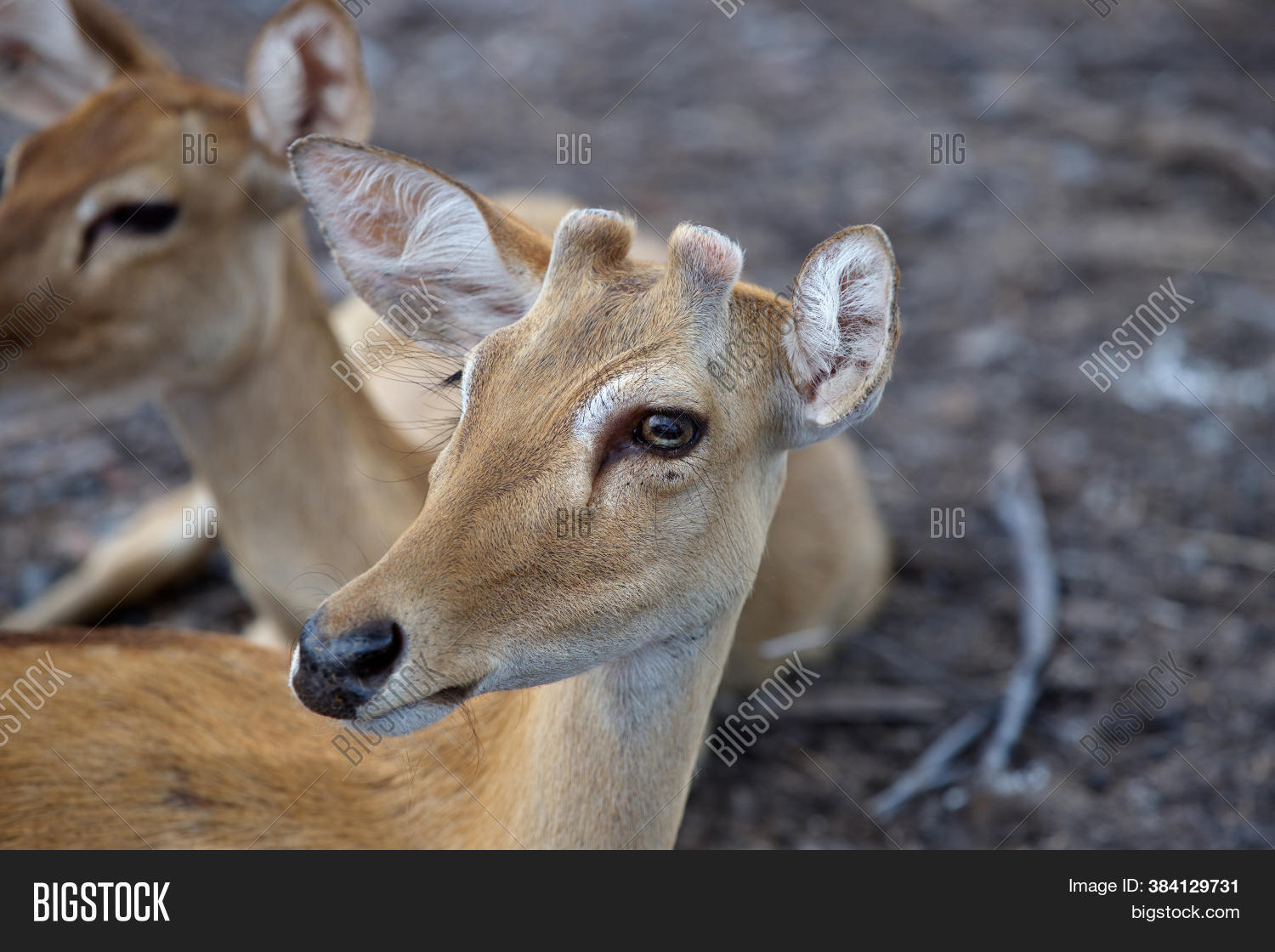 Close Young Dears's Image & Photo (Free Trial) | Bigstock