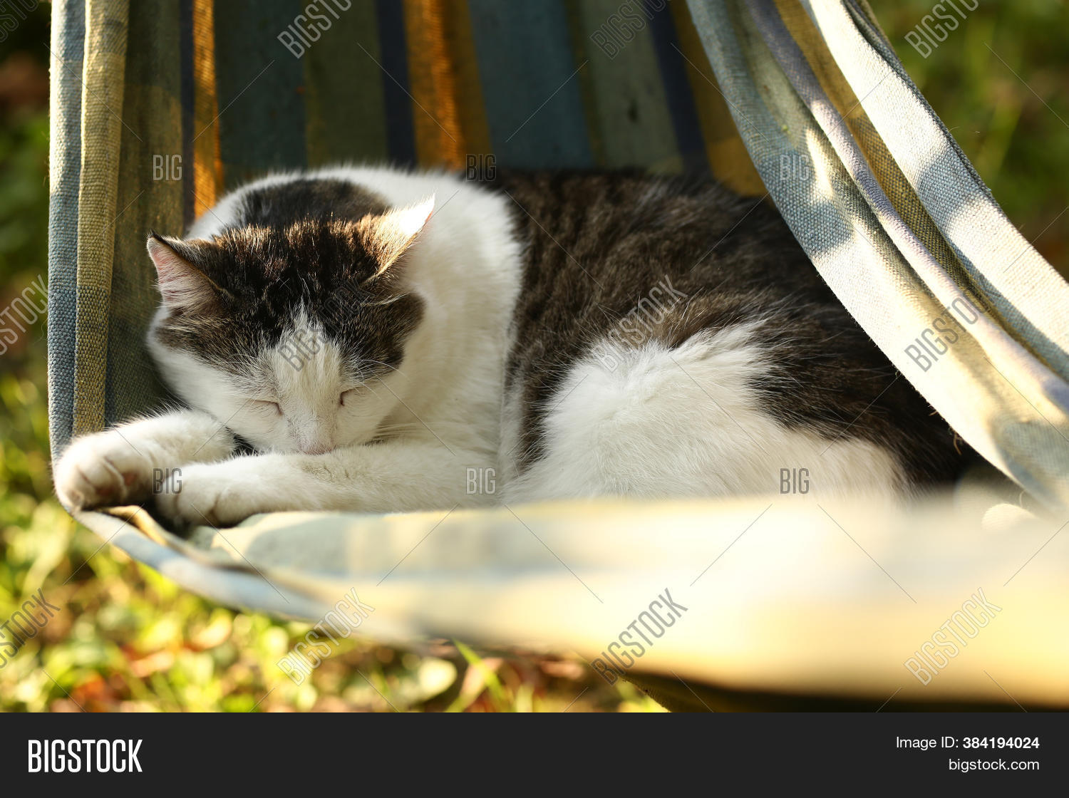 Country Funny Cat Image & Photo (Free Trial) | Bigstock