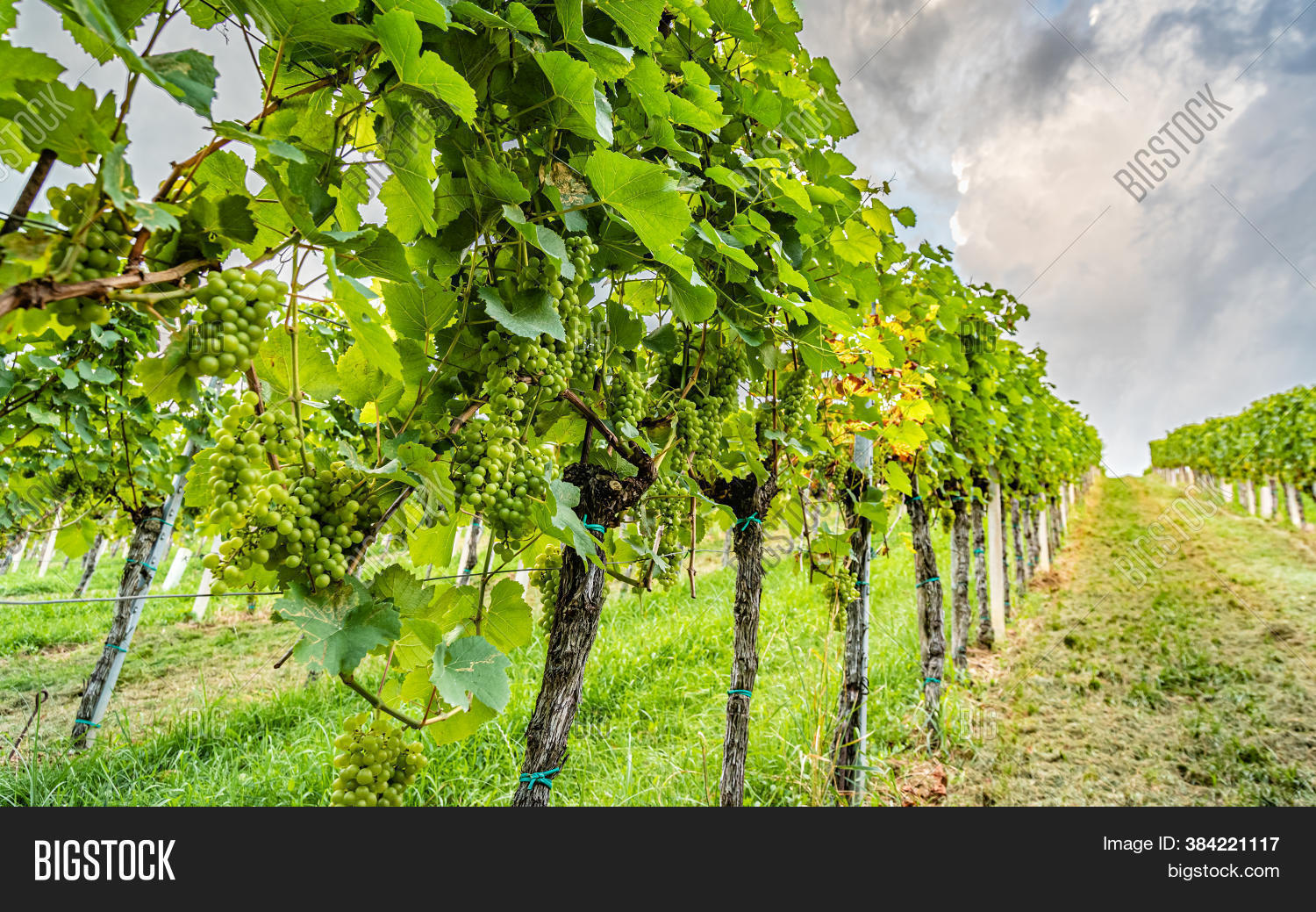 Close Grape Rows Image & Photo (Free Trial) | Bigstock