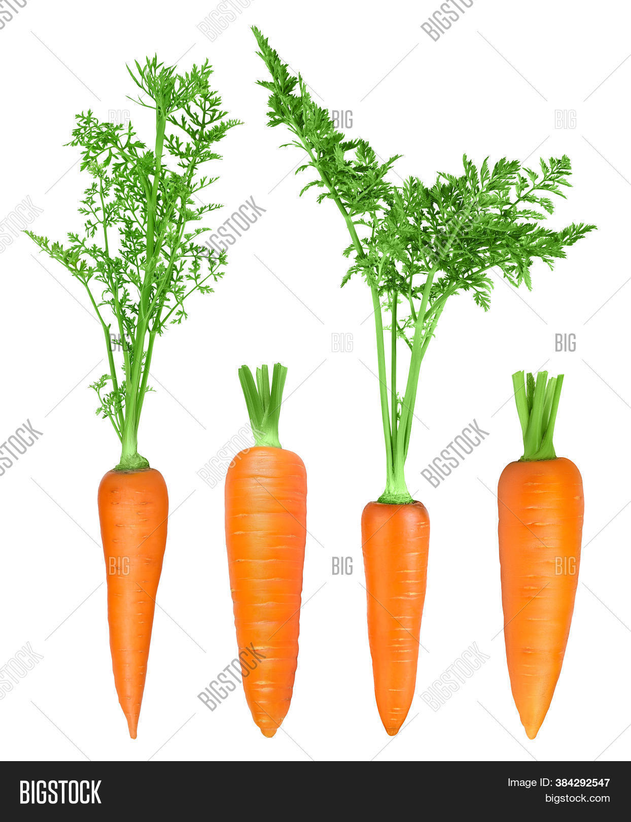 Carrot Isolated On Image & Photo (Free Trial) | Bigstock
