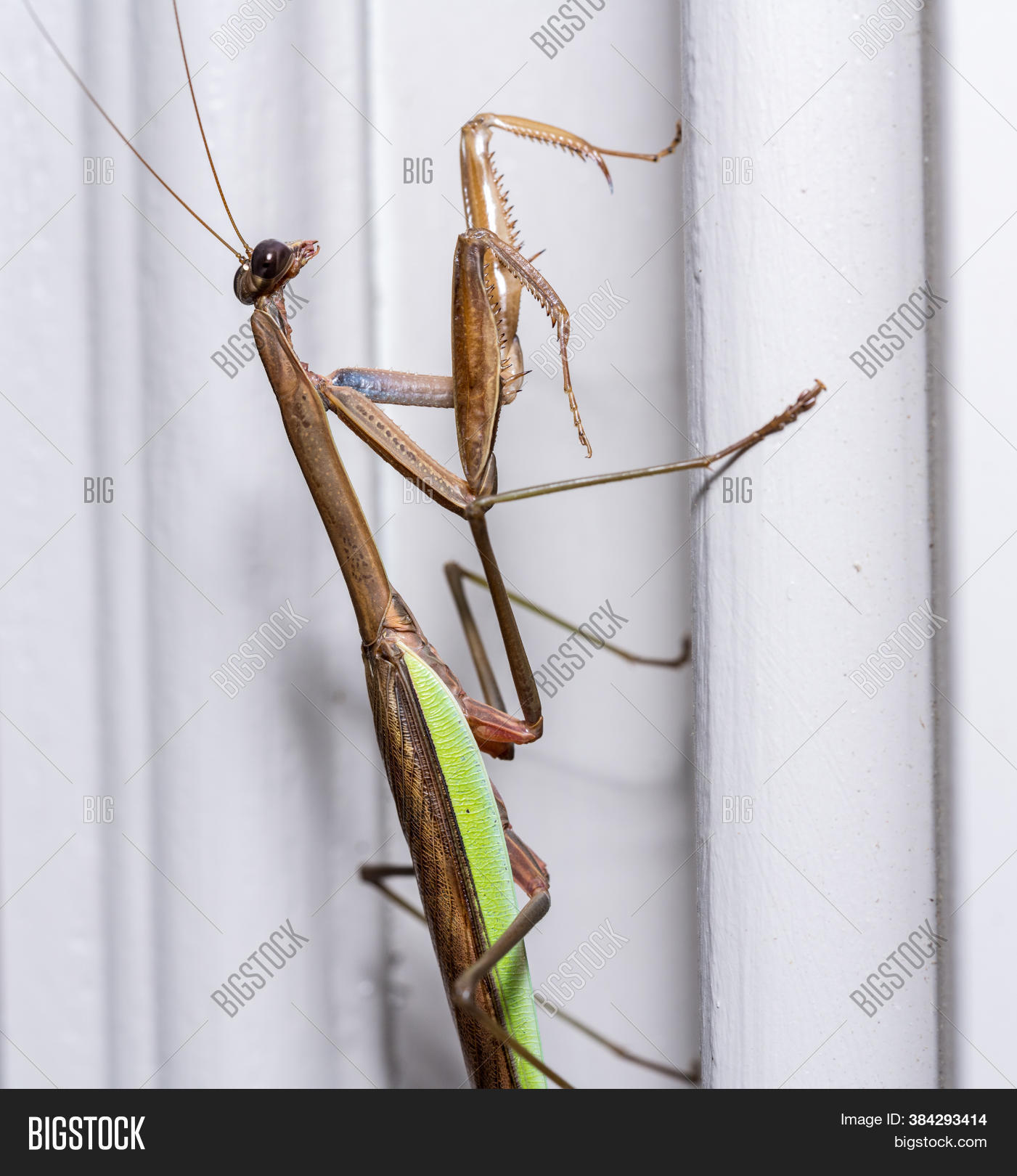 Brown Praying Mantis Image & Photo (Free Trial) | Bigstock