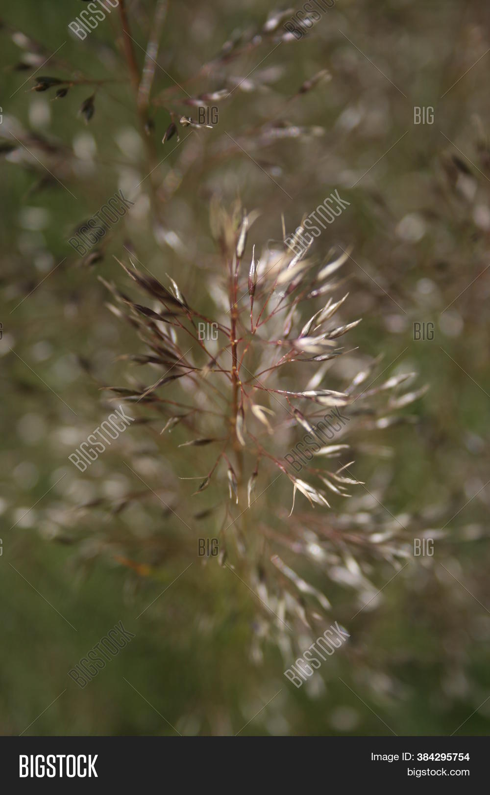 Autumn Grass Stalk Image & Photo (Free Trial) | Bigstock