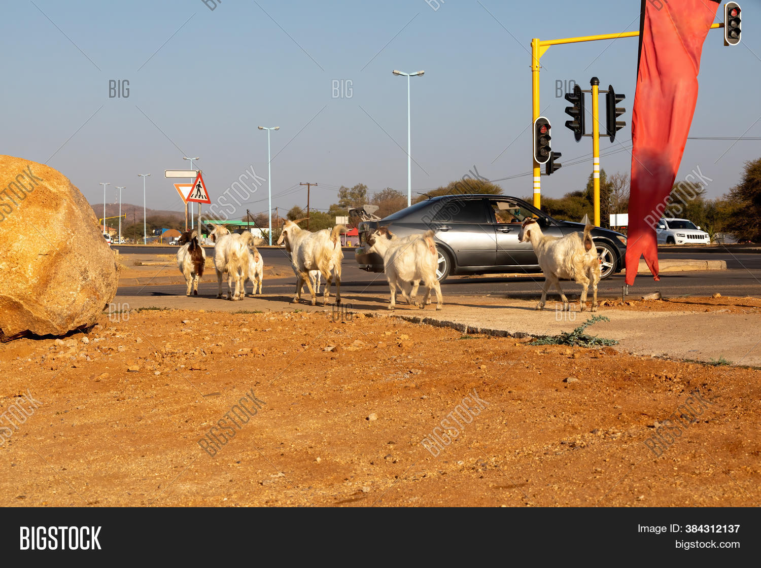 Few Goats Walking On Image & Photo (Free Trial) | Bigstock