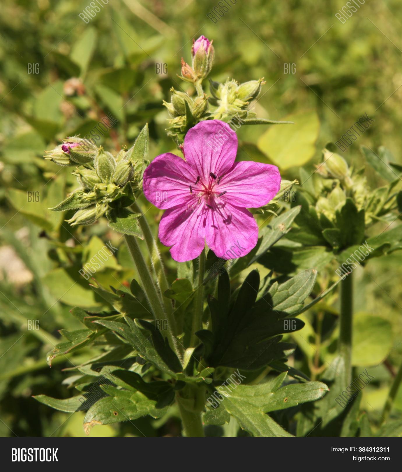 Sticky Geranium ( Image & Photo (Free Trial) | Bigstock