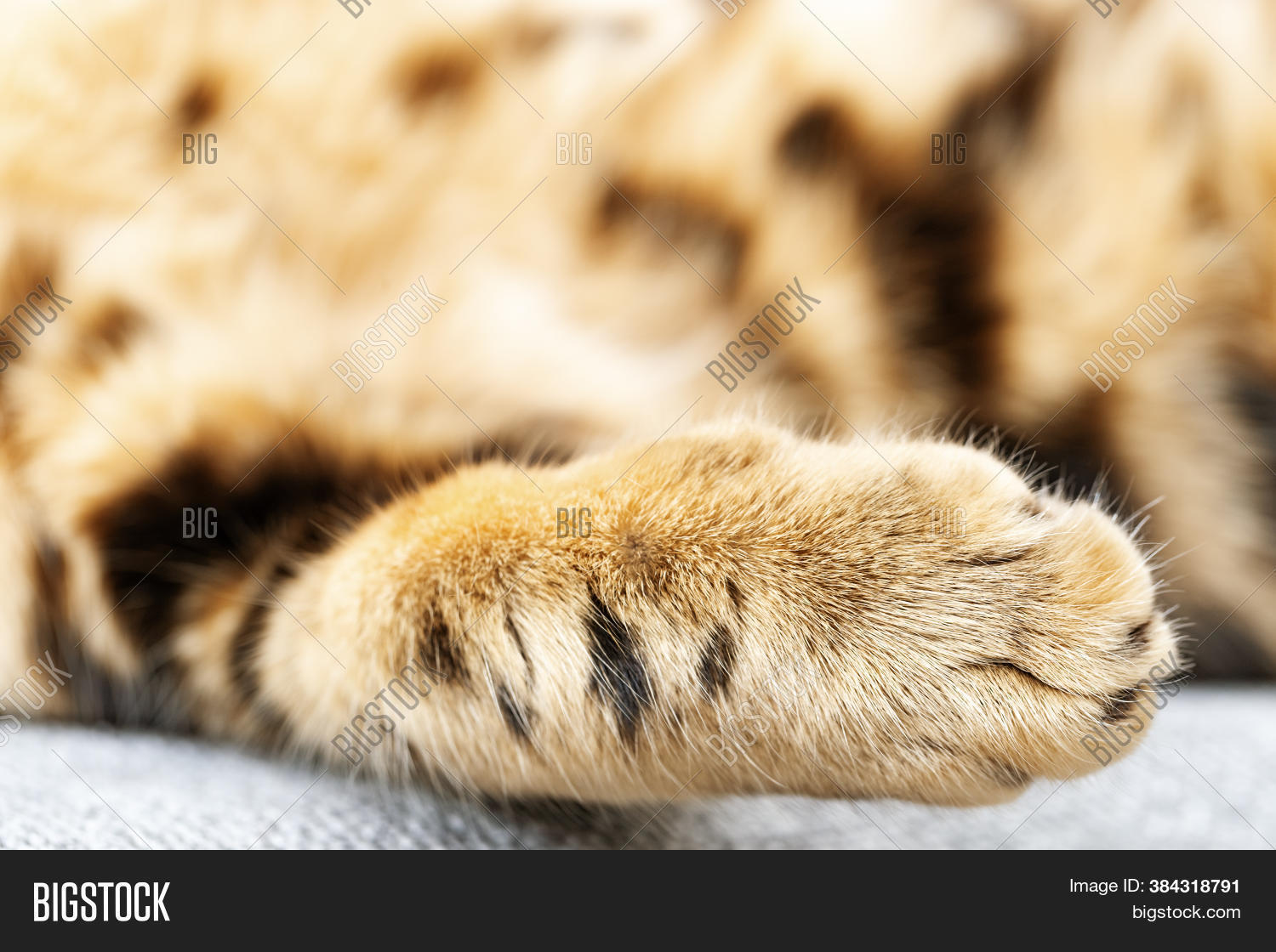 Soft Fluffy Cat Paw Image & Photo (Free Trial) | Bigstock