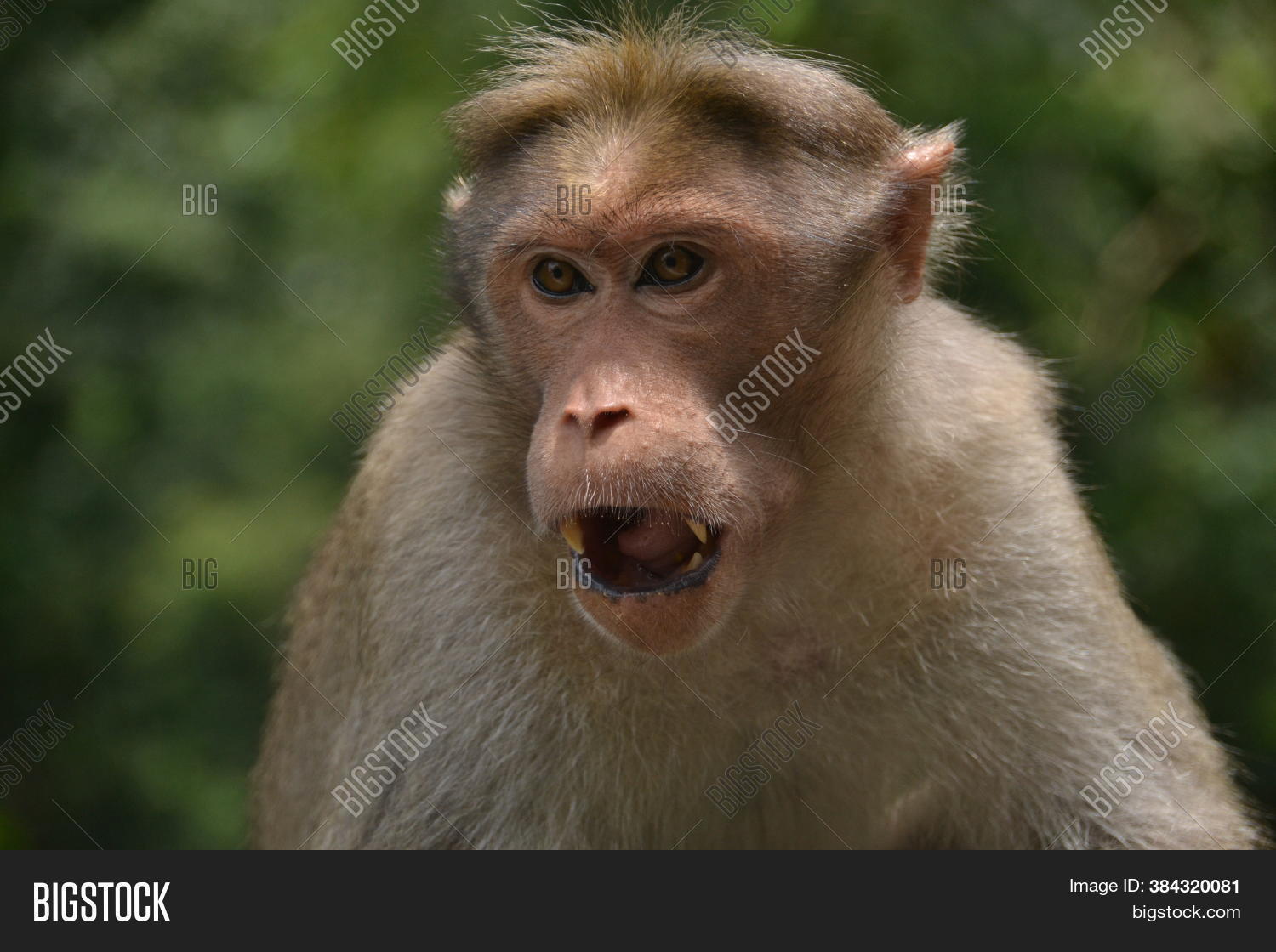 When He Angry Look.. Image & Photo (Free Trial) | Bigstock