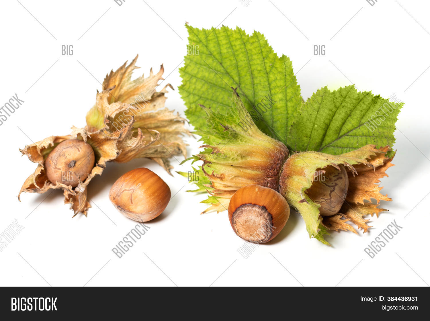 Hazelnuts Isolated Image & Photo (Free Trial) | Bigstock