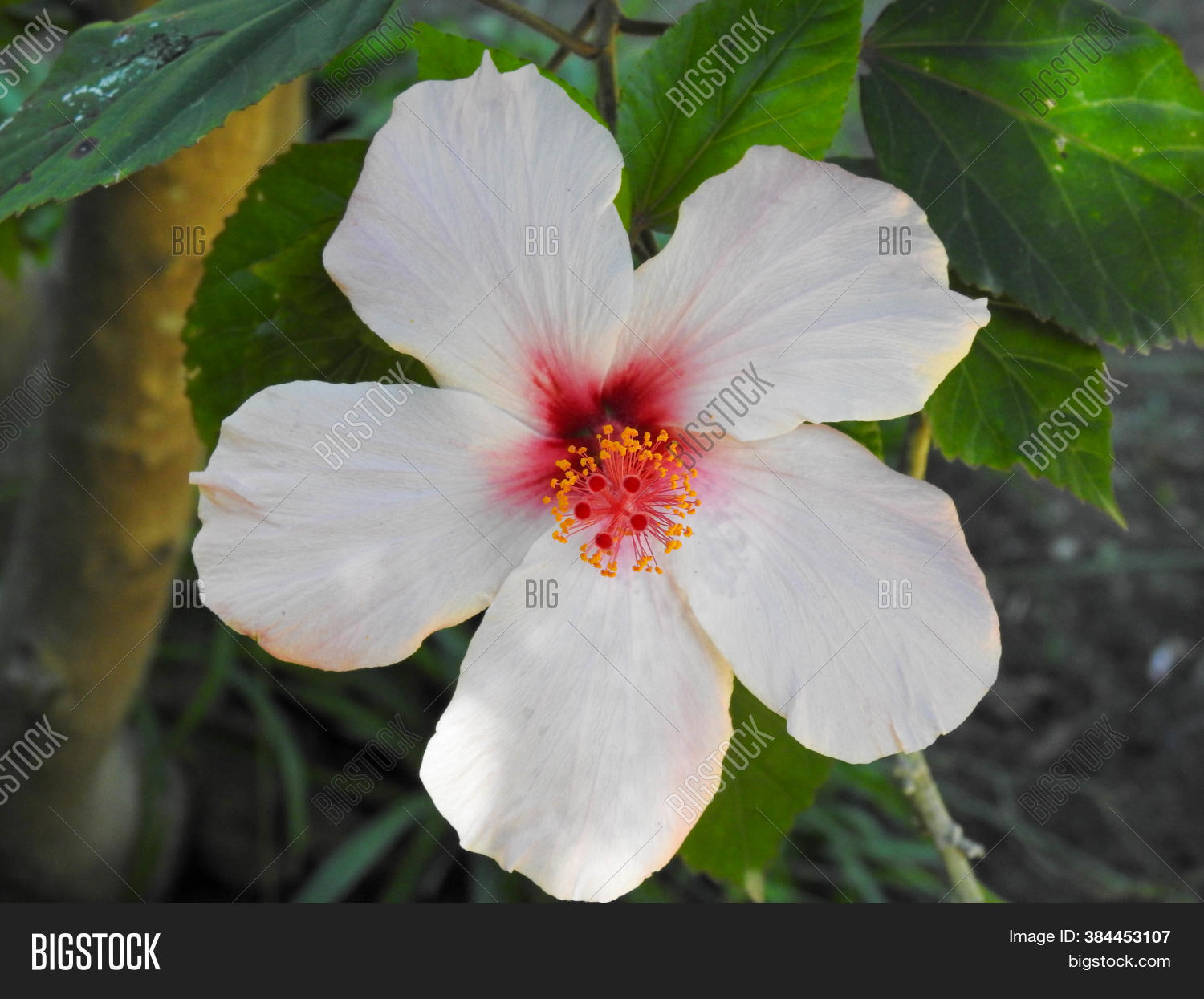 White Hibiscus Flower Image & Photo (Free Trial) | Bigstock