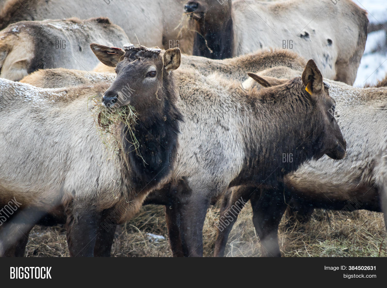 View Marals (cervus Image & Photo (Free Trial) | Bigstock
