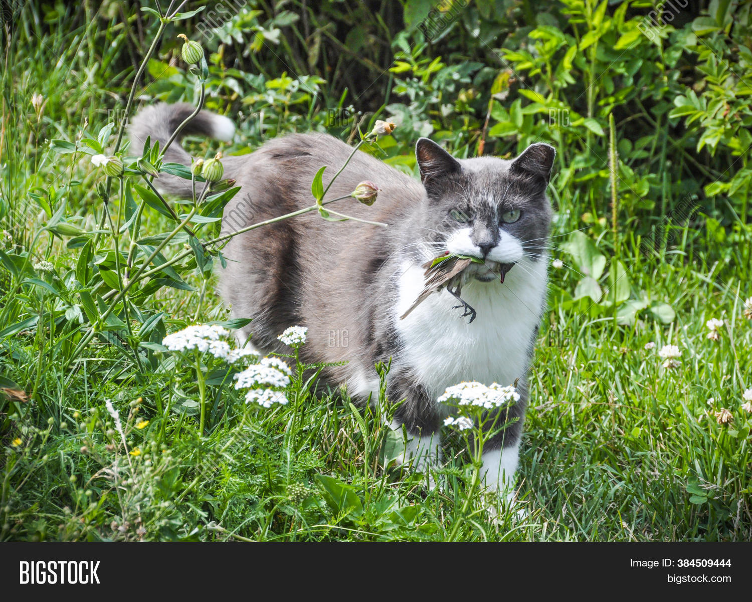 Cat Hunted Caught Bird Image & Photo (Free Trial) | Bigstock