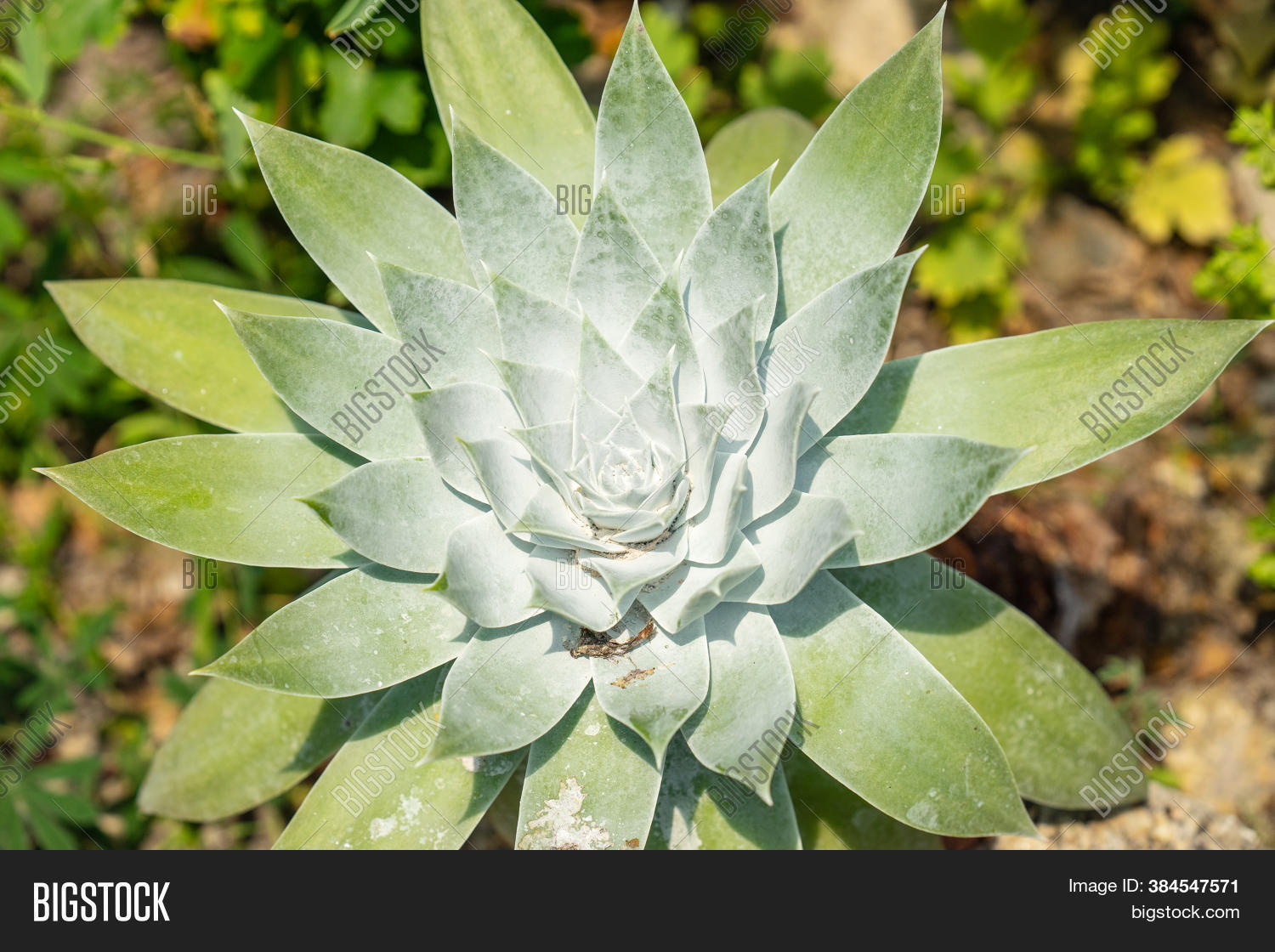 Aloe Genus Containing Image & Photo (Free Trial) | Bigstock
