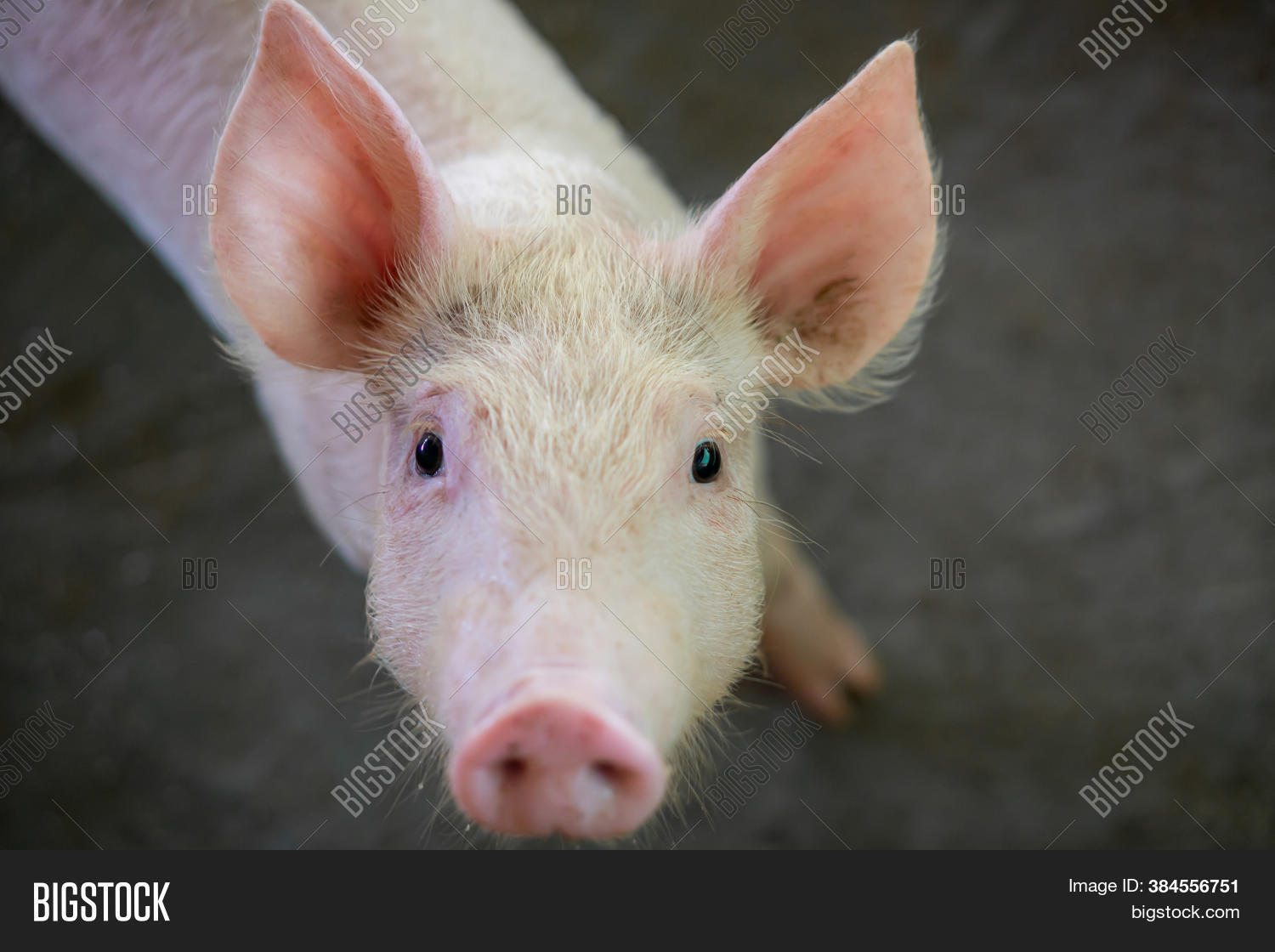 Pig That Looks Healthy Image & Photo (Free Trial) | Bigstock