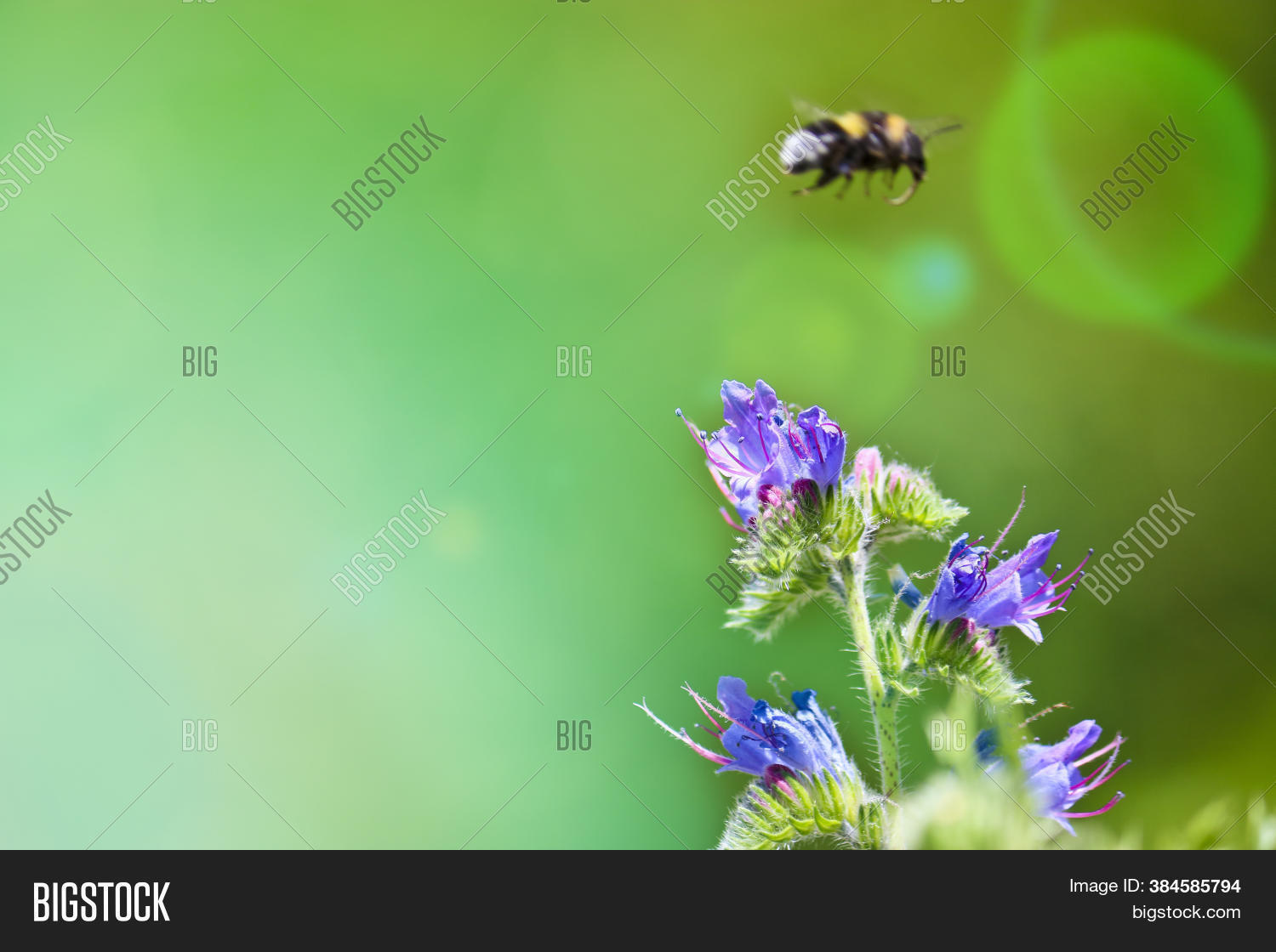 Blue Melliferous Image & Photo (Free Trial) | Bigstock