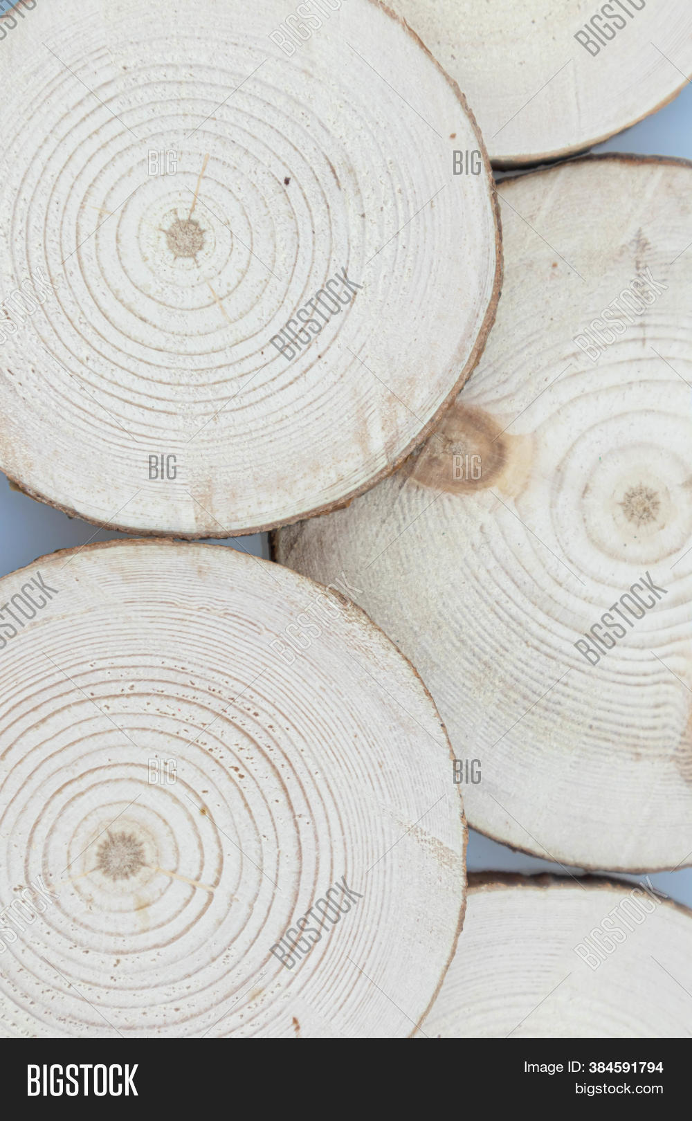 Wooden Oak Tree Cut Image & Photo (Free Trial) | Bigstock