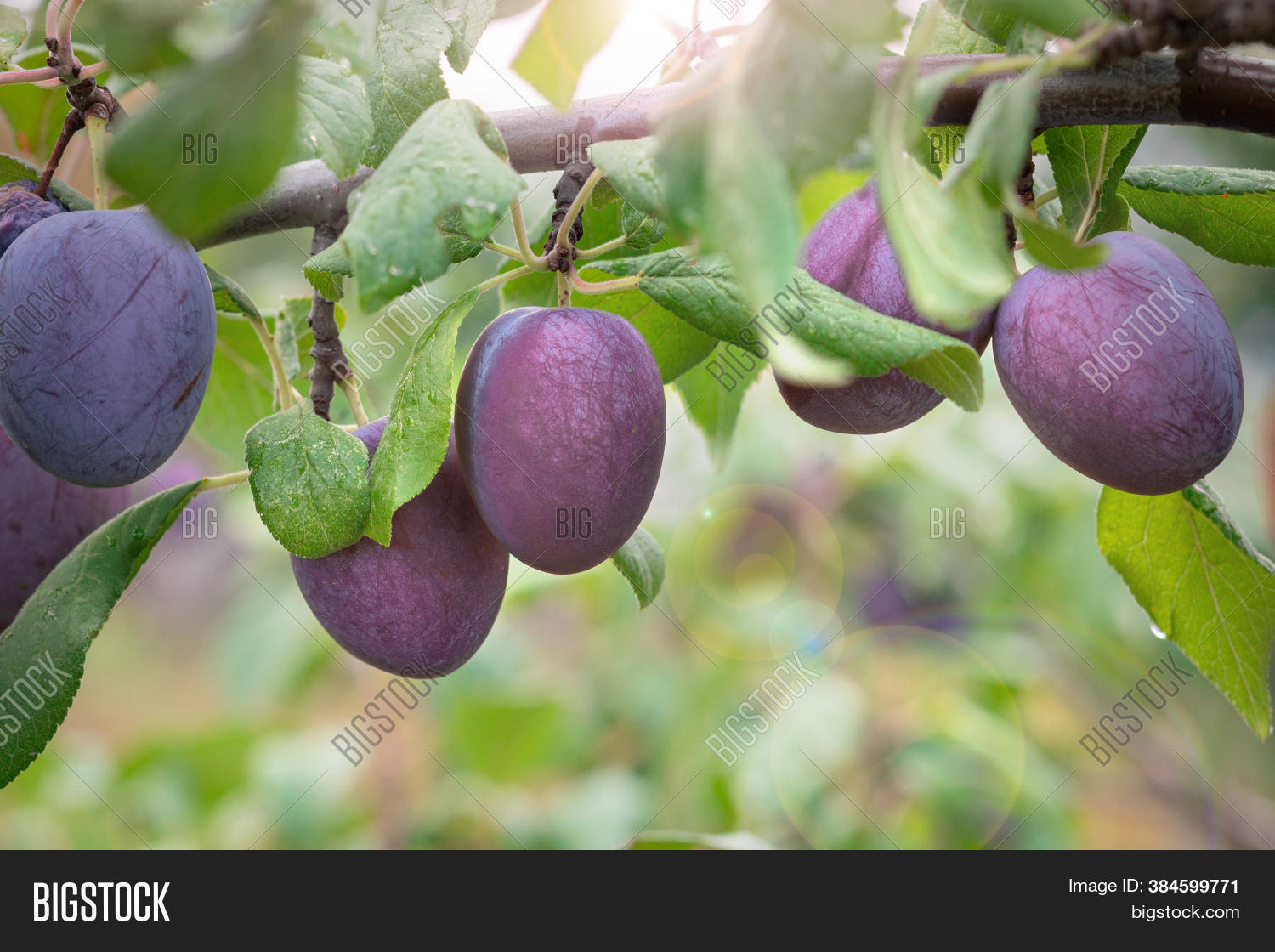 Plum Fruit On Tree Image & Photo (Free Trial) | Bigstock