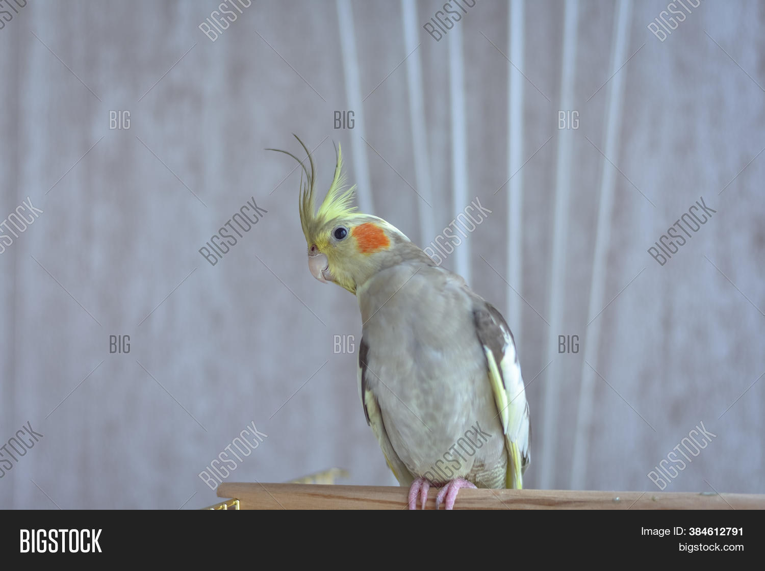 Gray Parrot Cockatiel Image & Photo (Free Trial) | Bigstock