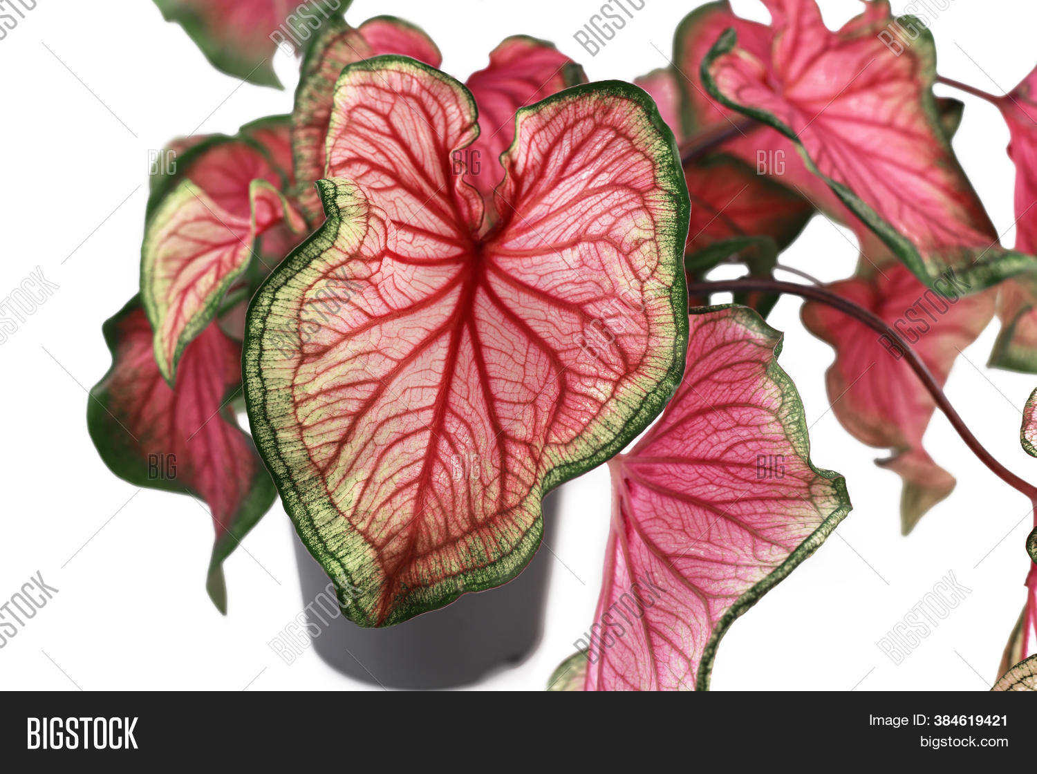 Close Exotic 'caladium Image & Photo (Free Trial) | Bigstock