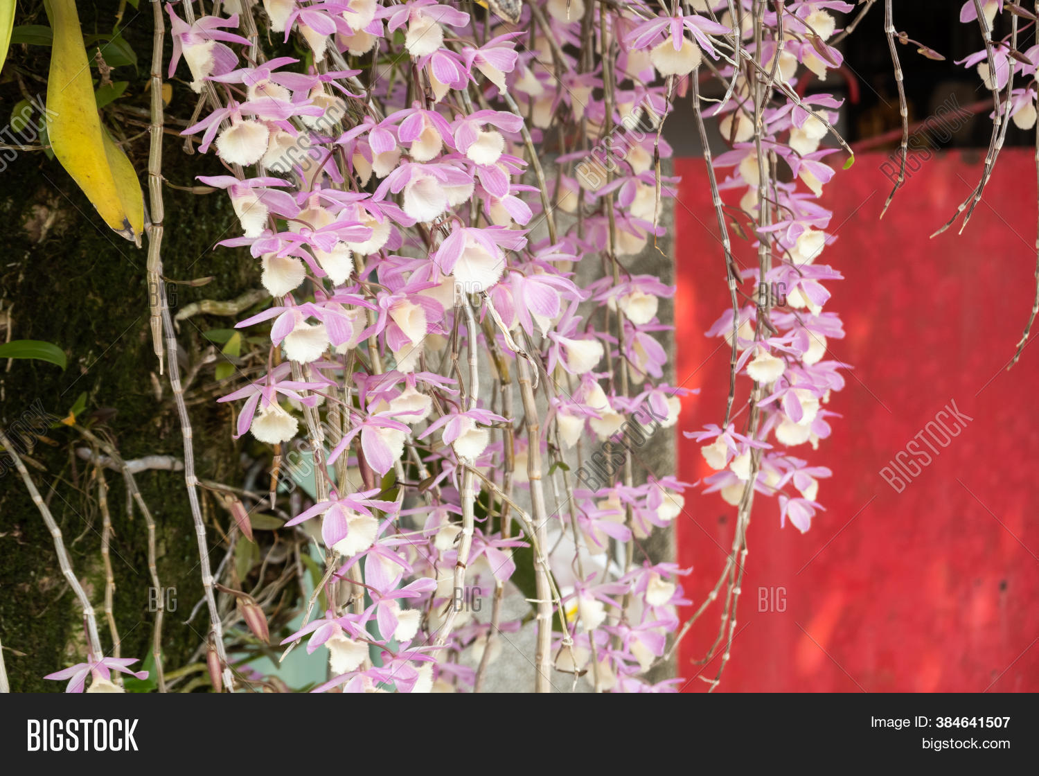 Pink Dendrobium Image & Photo (Free Trial) | Bigstock
