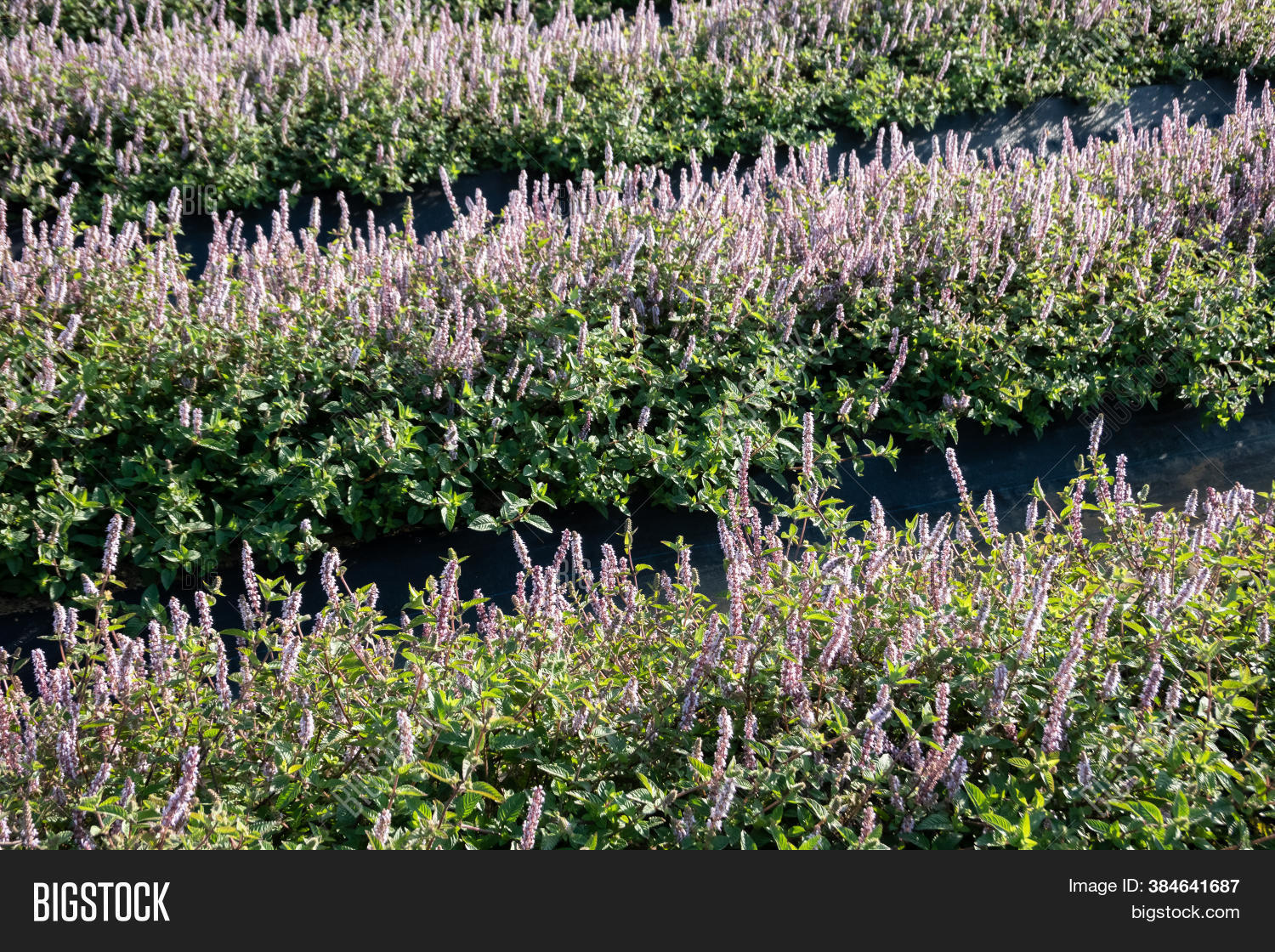 Pink Purple Mesona Image & Photo (Free Trial) | Bigstock