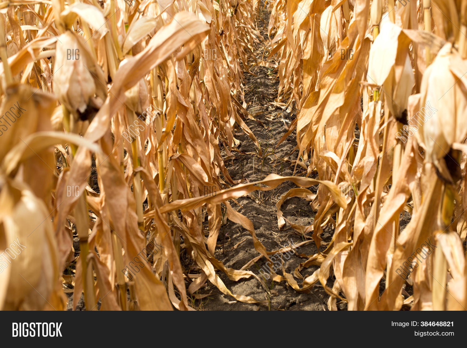 Rows Ripe Corn On Dry Image & Photo (Free Trial) | Bigstock