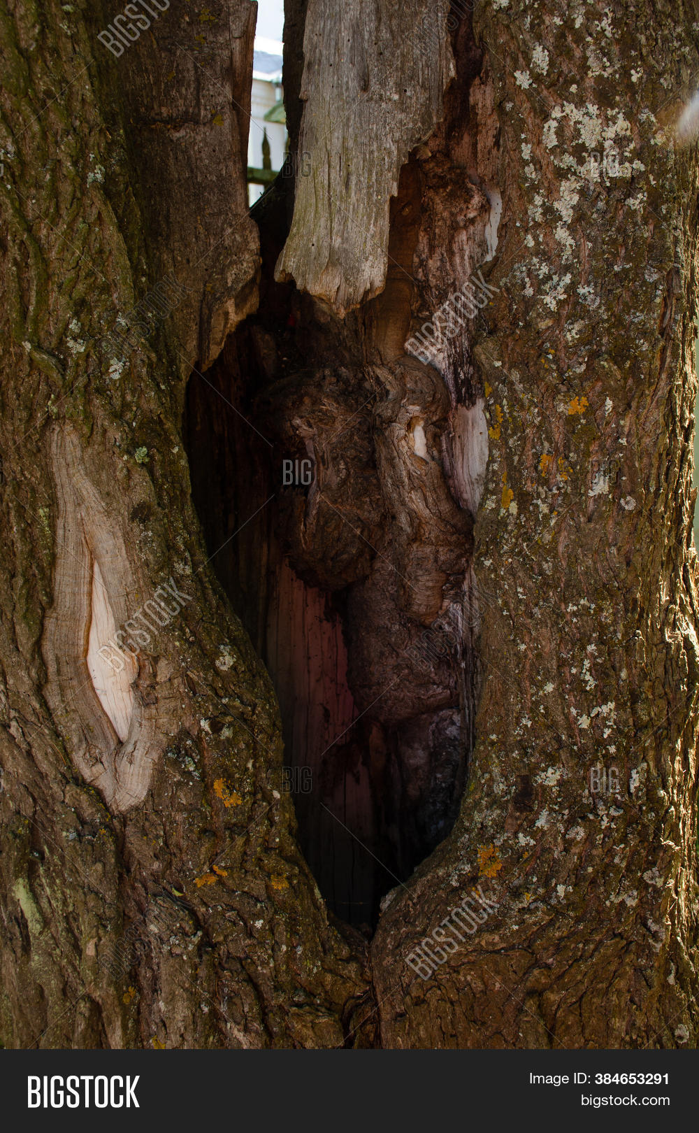 Large Crack Old Tree. Image & Photo (Free Trial) | Bigstock