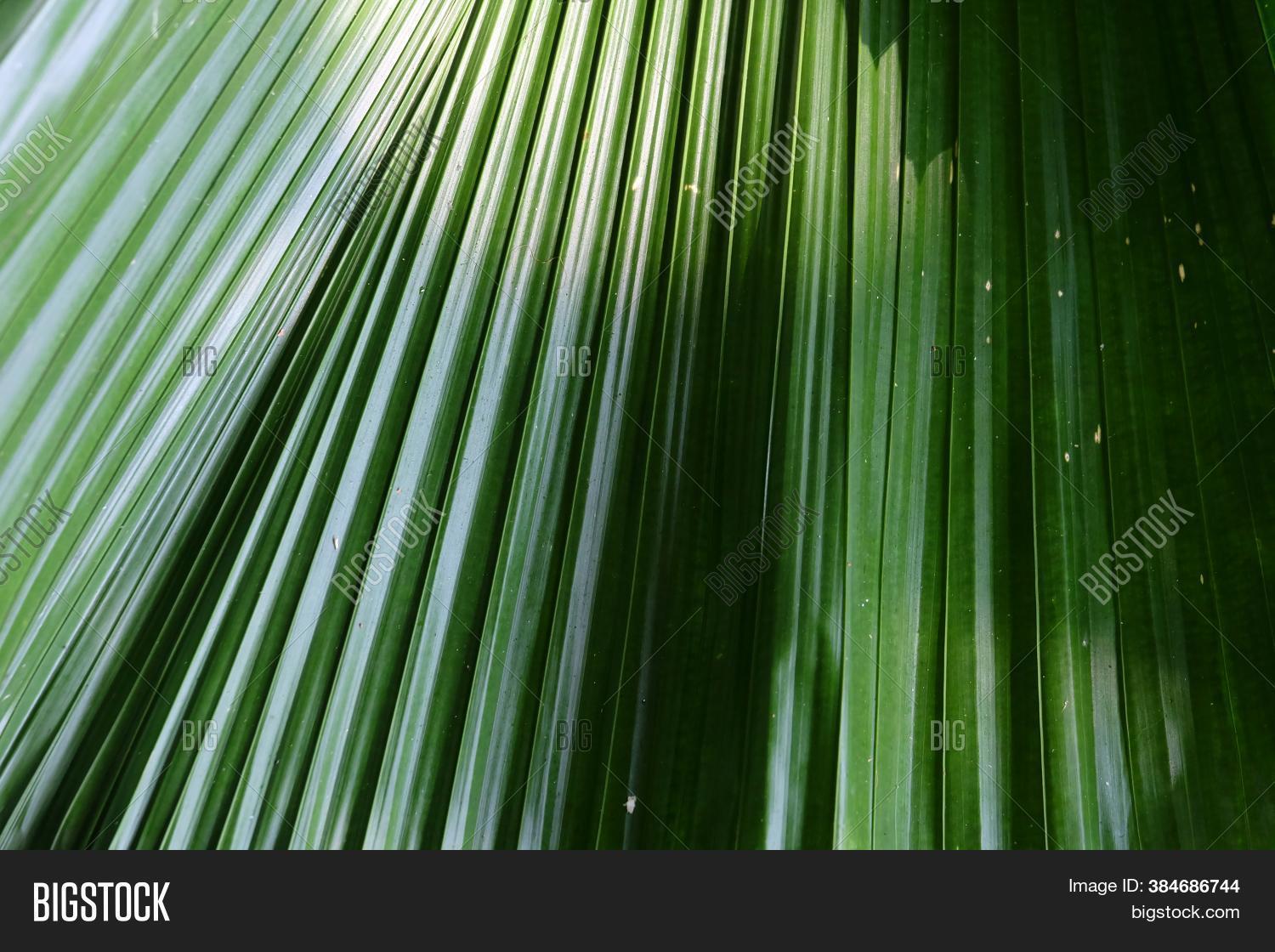 Close Green Color Skin Image & Photo (Free Trial) | Bigstock