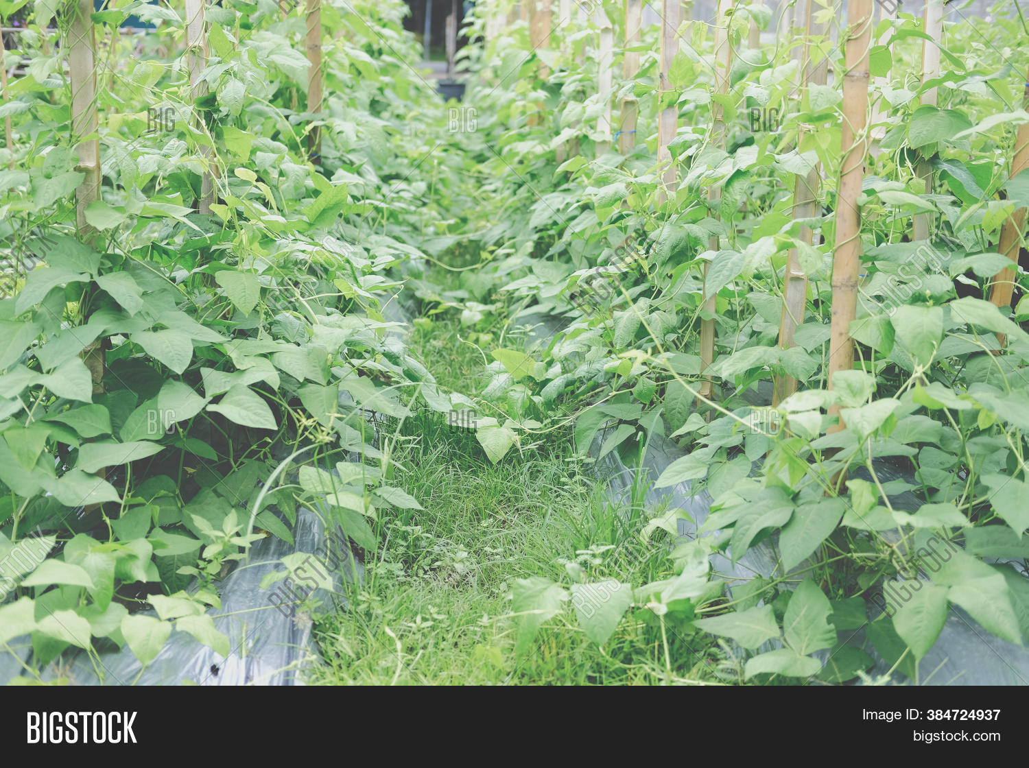 Growing Cowpea Plant Image & Photo (Free Trial) | Bigstock
