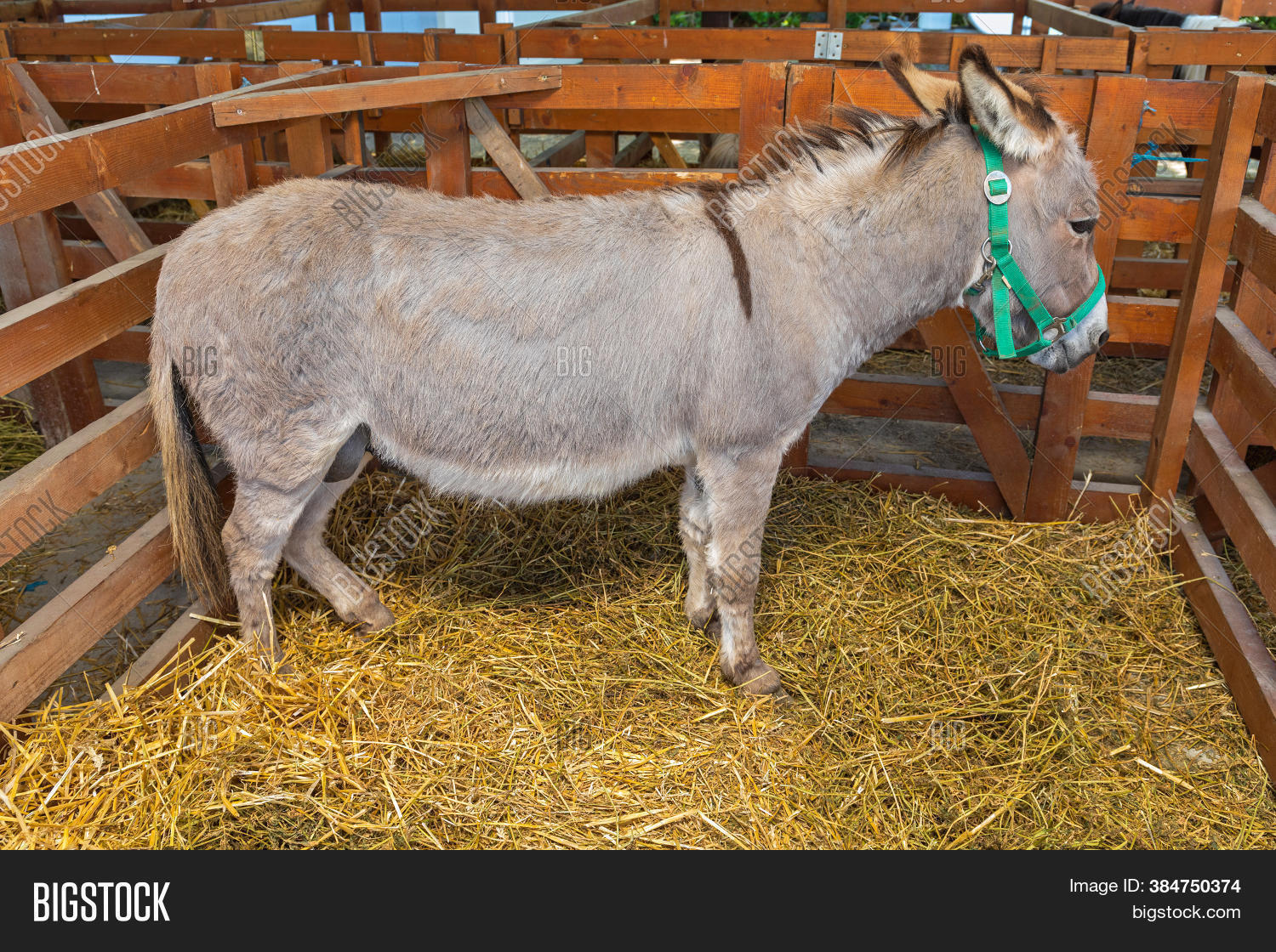 One Grey Donkey Image & Photo (Free Trial) | Bigstock