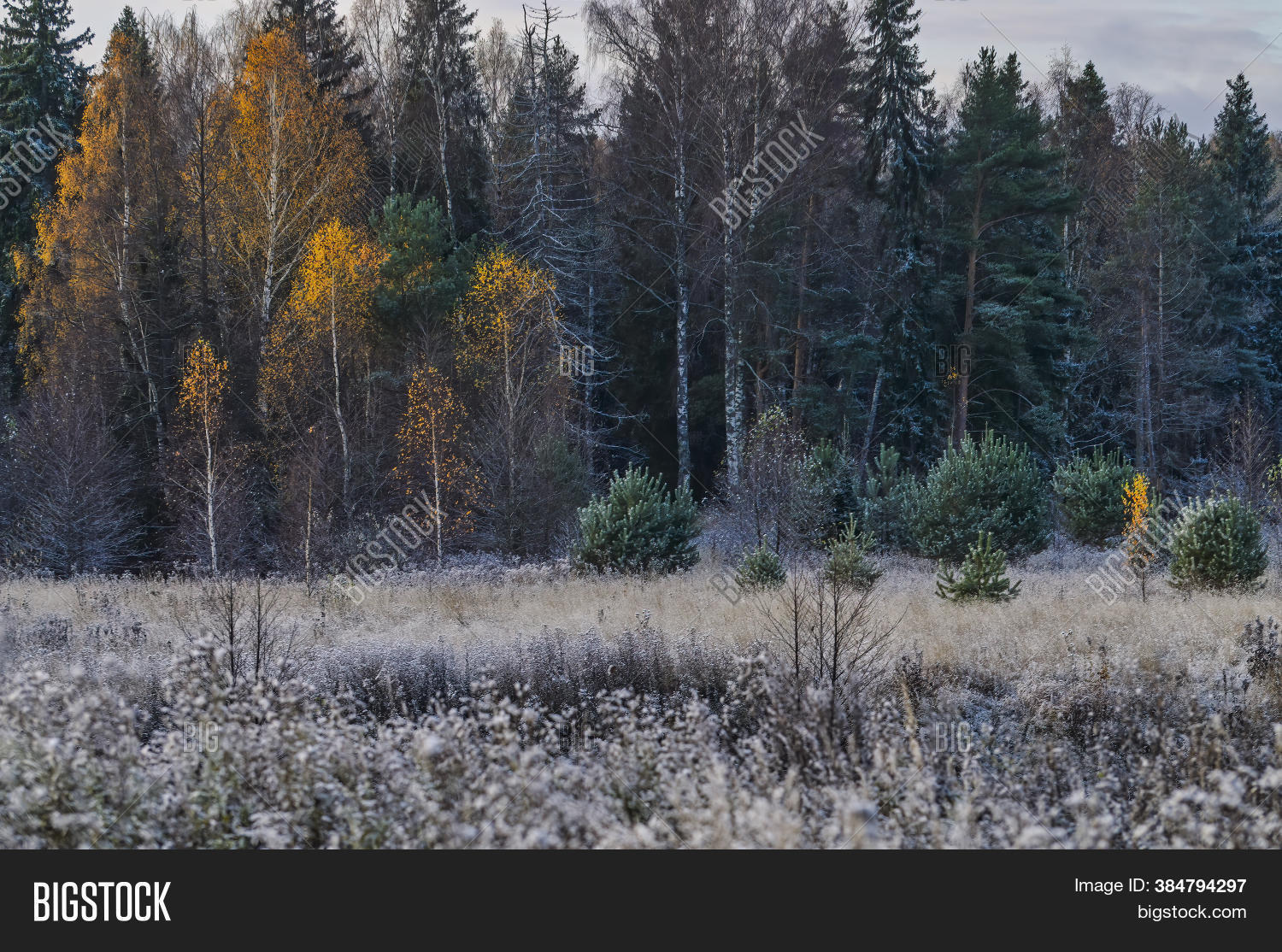 Deep Autumn Forest Image & Photo (Free Trial) | Bigstock