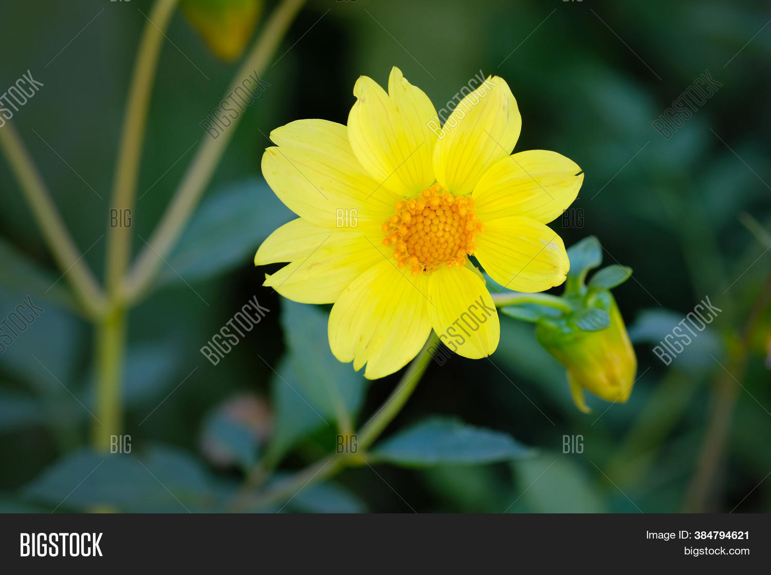 Yellow Flower Petals Image & Photo (Free Trial) | Bigstock