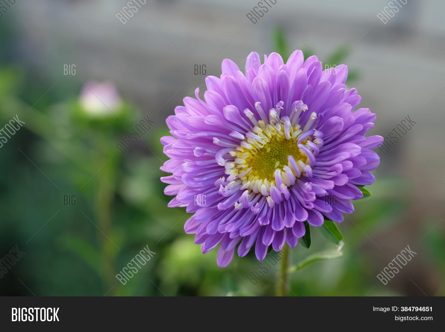 Lilac Aster Flower Image & Photo (Free Trial) | Bigstock