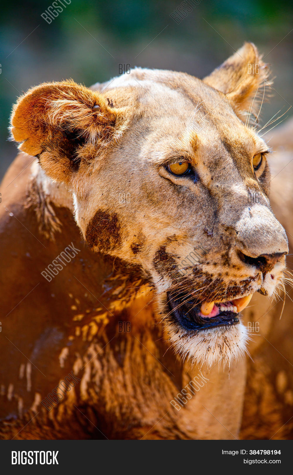 Close Female Lion Image & Photo (Free Trial) | Bigstock