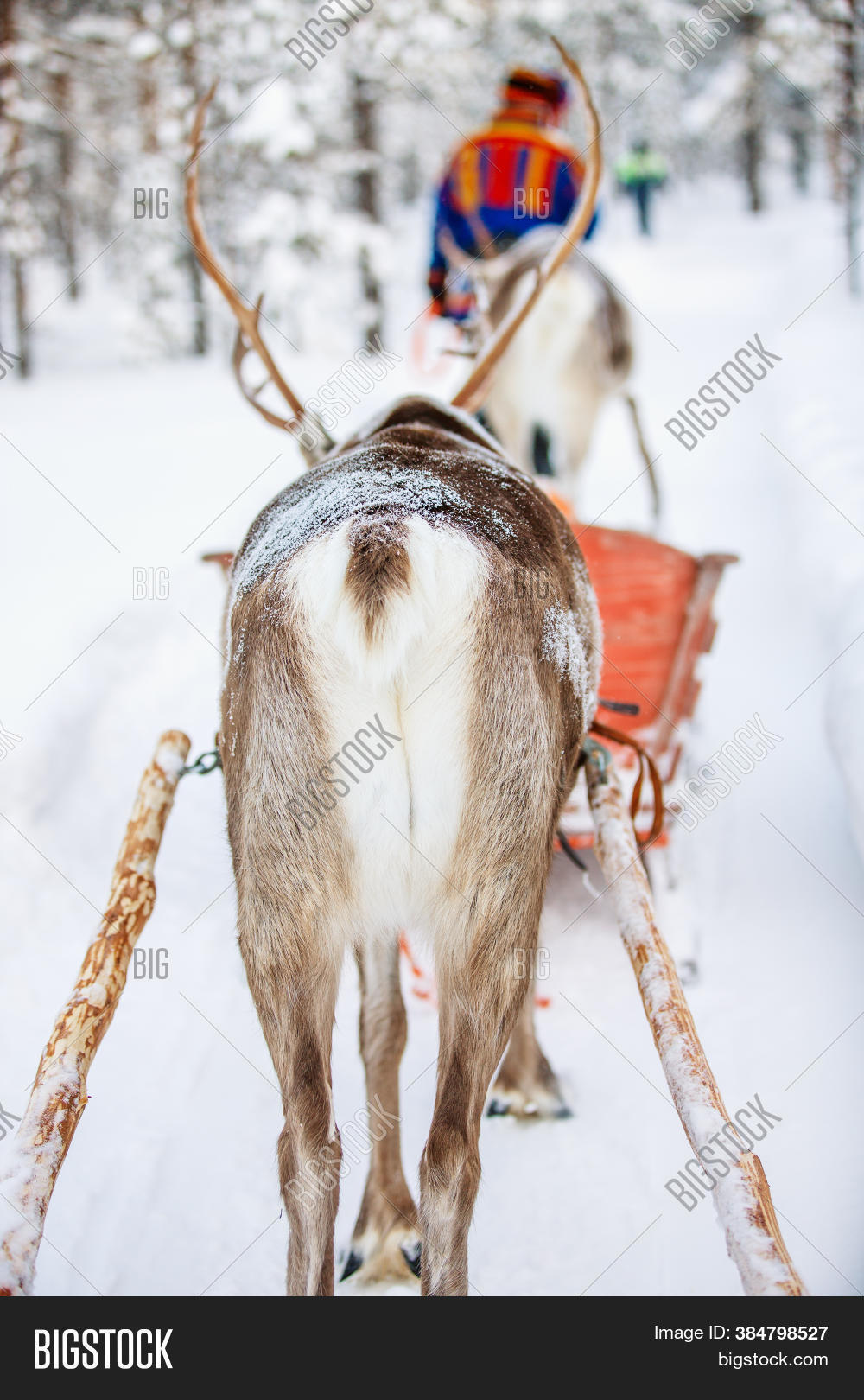 Back View Reindeer On Image & Photo (Free Trial) | Bigstock
