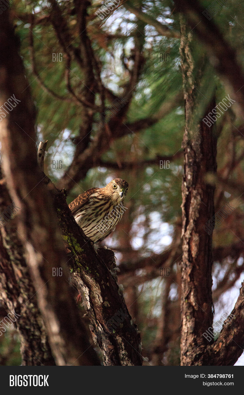 Juvenile Light Morph Image & Photo (Free Trial) | Bigstock
