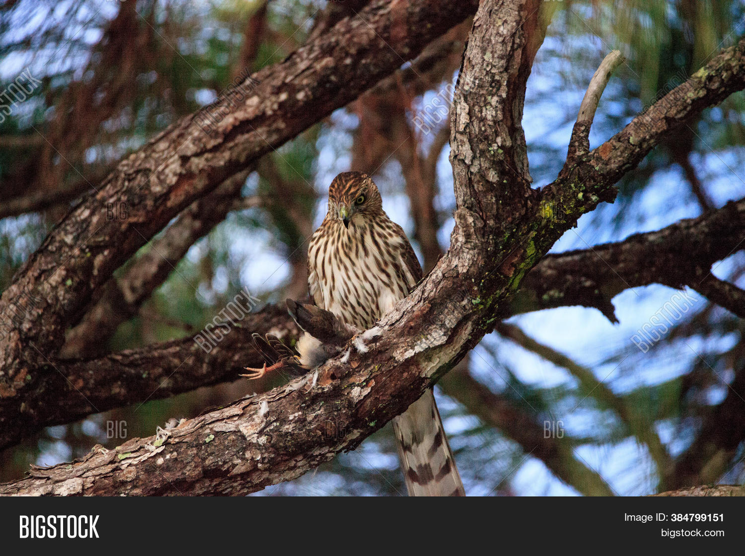 Juvenile Light Morph Image & Photo (Free Trial) | Bigstock