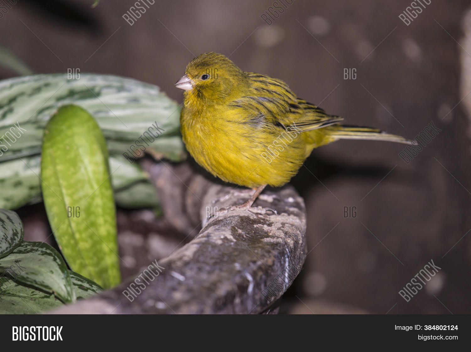 Yellow-fronted Canary Image & Photo (Free Trial) | Bigstock
