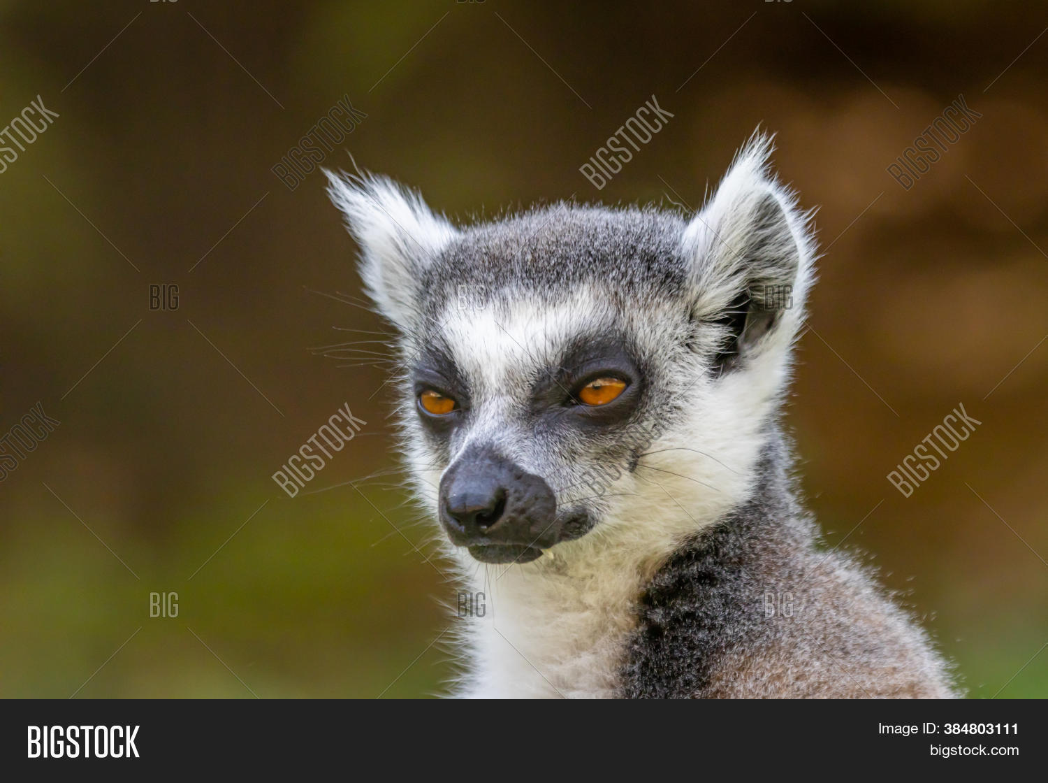 Ring-tailed Lemur ( Image & Photo (Free Trial) | Bigstock