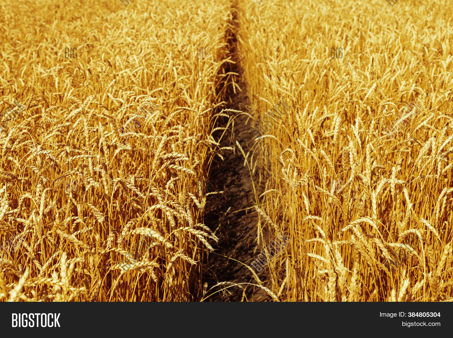 Field Wheat Autumn. Image & Photo (Free Trial) | Bigstock