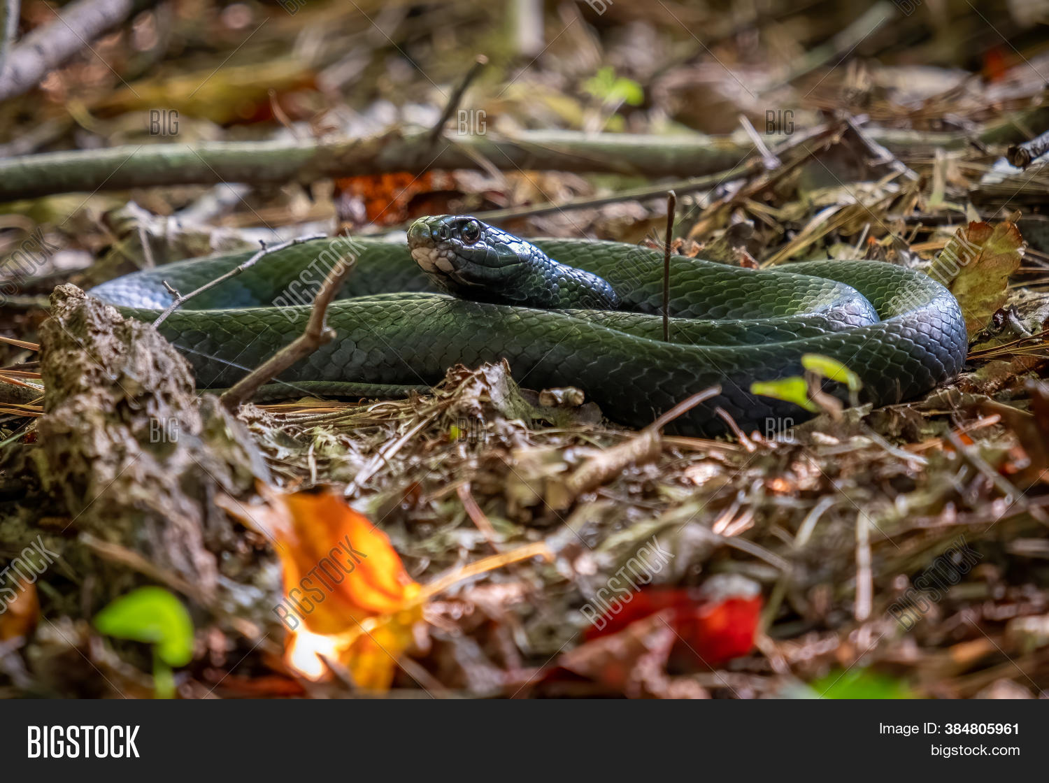 Northern Black Racer Image & Photo (Free Trial) | Bigstock