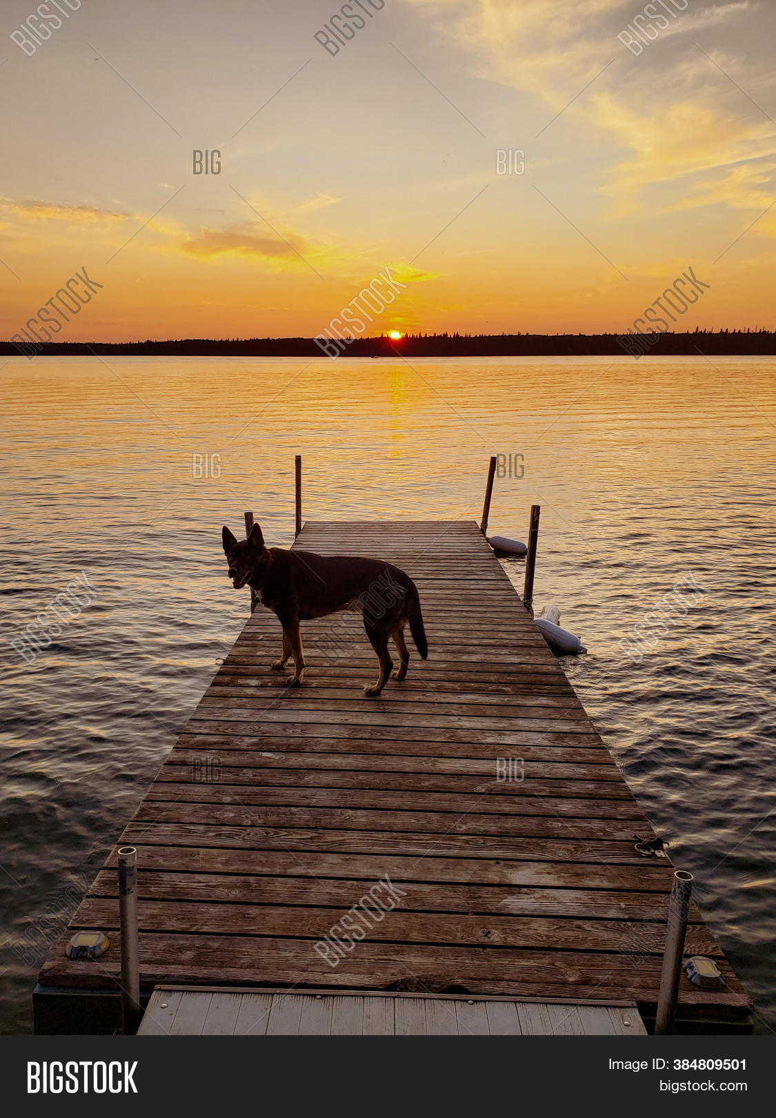 Sunset Over Dock Dog Image & Photo (Free Trial) | Bigstock