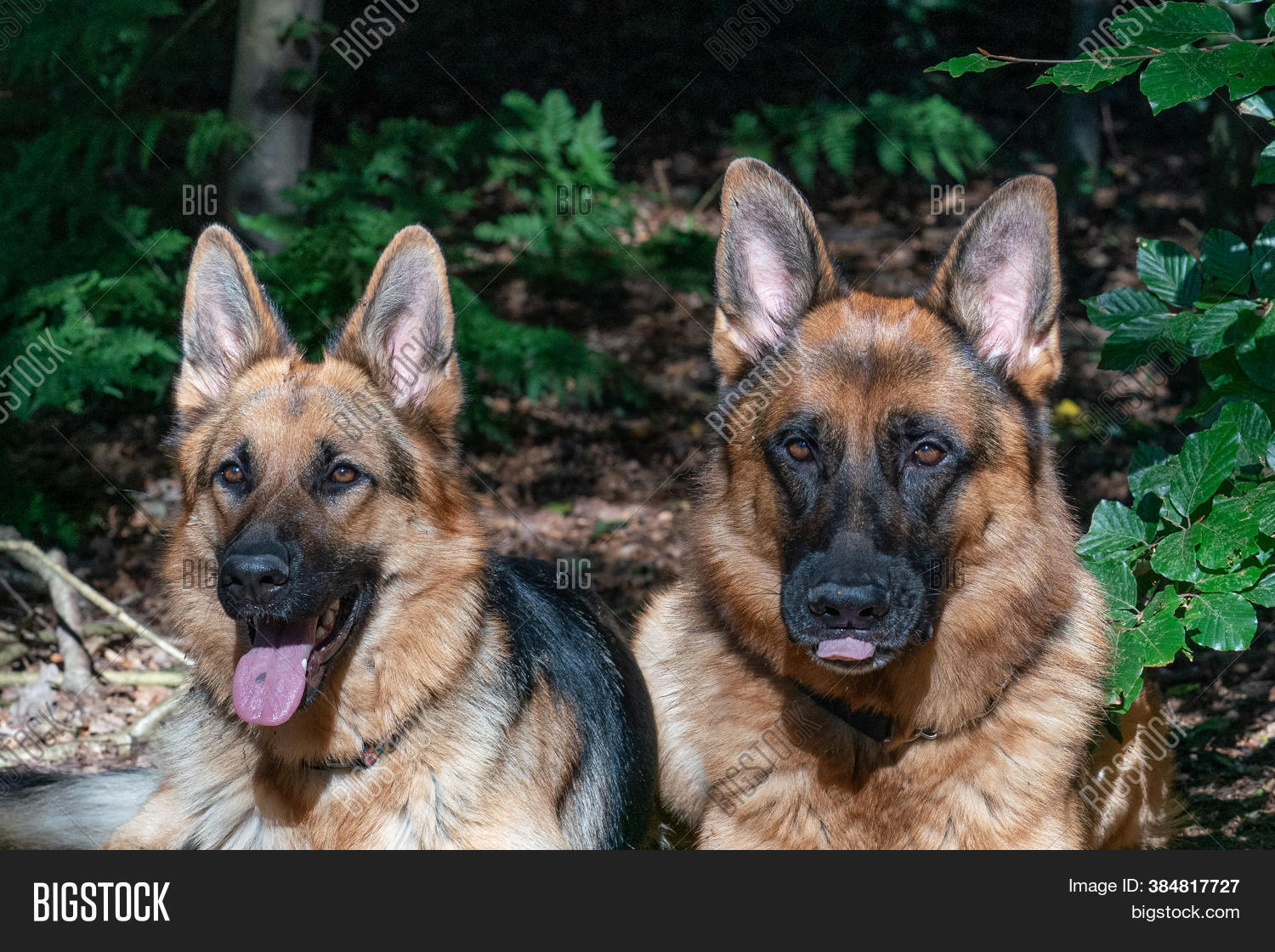 Two German Shepherd Image & Photo (Free Trial) | Bigstock