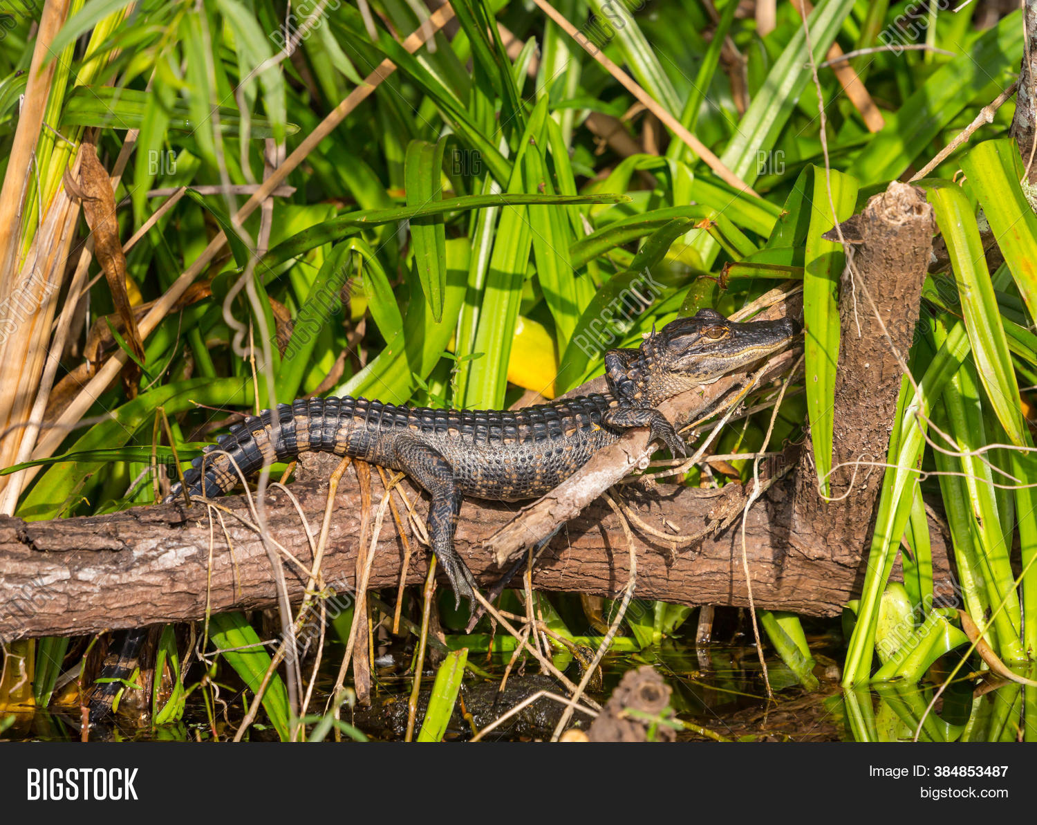 Young Alligator Image & Photo (Free Trial) | Bigstock