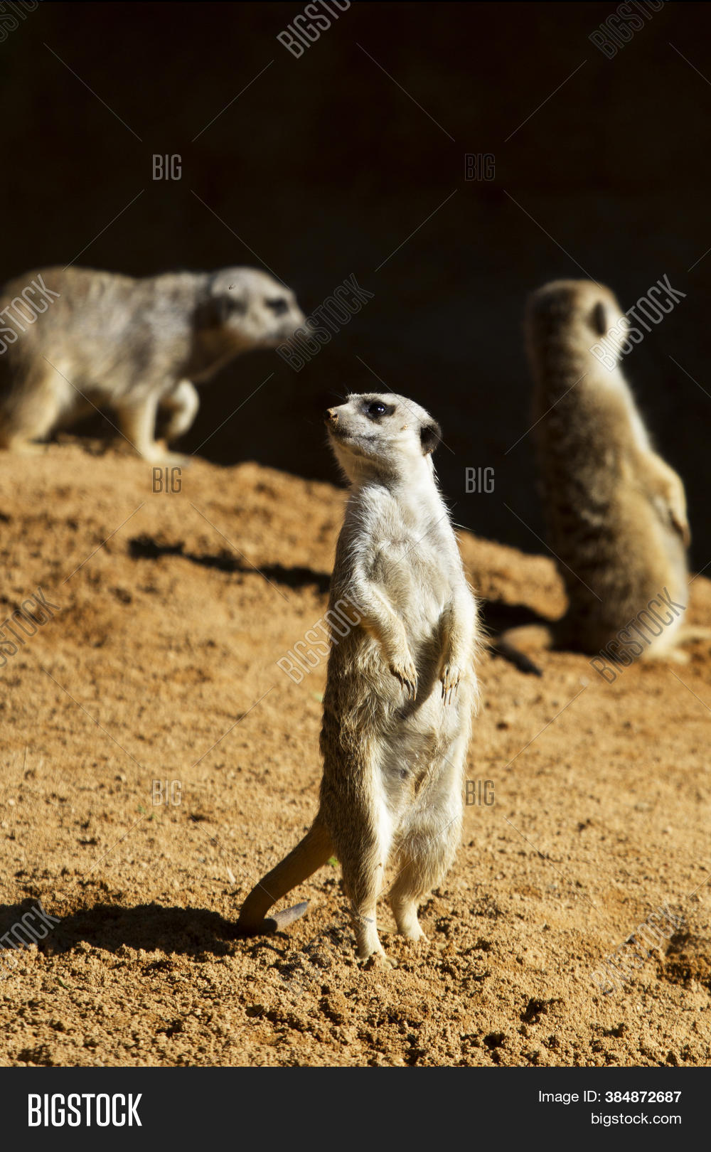 Meerkat Standing Image & Photo (Free Trial) | Bigstock
