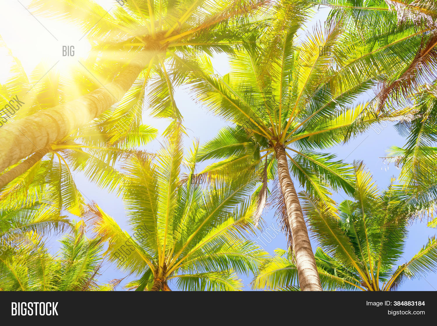 Tropical Palm Tree Sun Image & Photo (Free Trial) | Bigstock