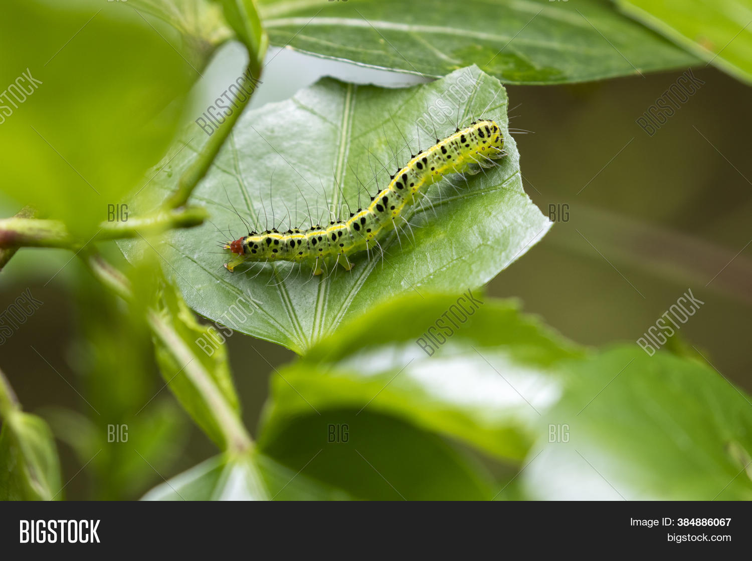 Caterpillars Larval Image & Photo (Free Trial) | Bigstock